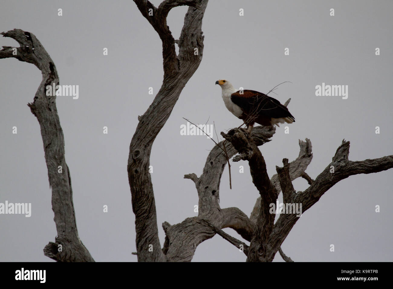 Serengeti african fish eagle hi-res stock photography and images - Alamy