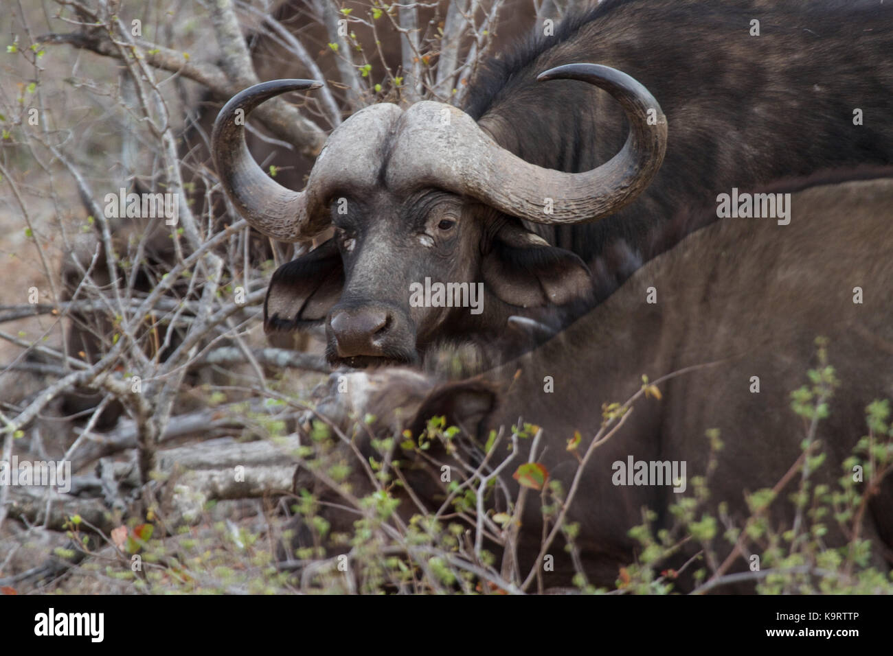 Herd cape buffalo migration hi-res stock photography and images - Alamy