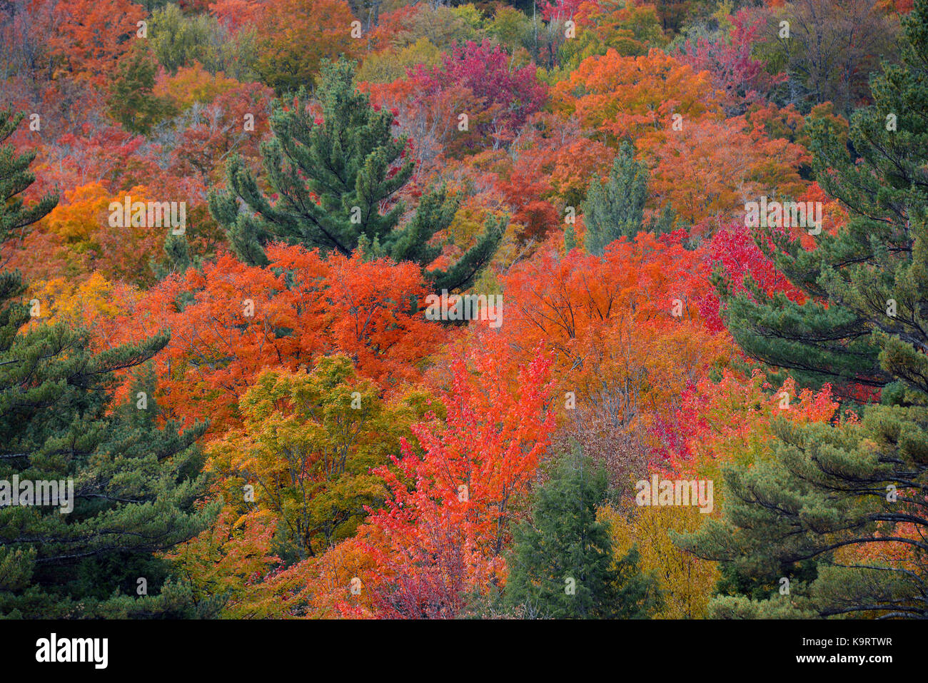Fall season, Autumn colors in Northeast forest Stock Photo - Alamy