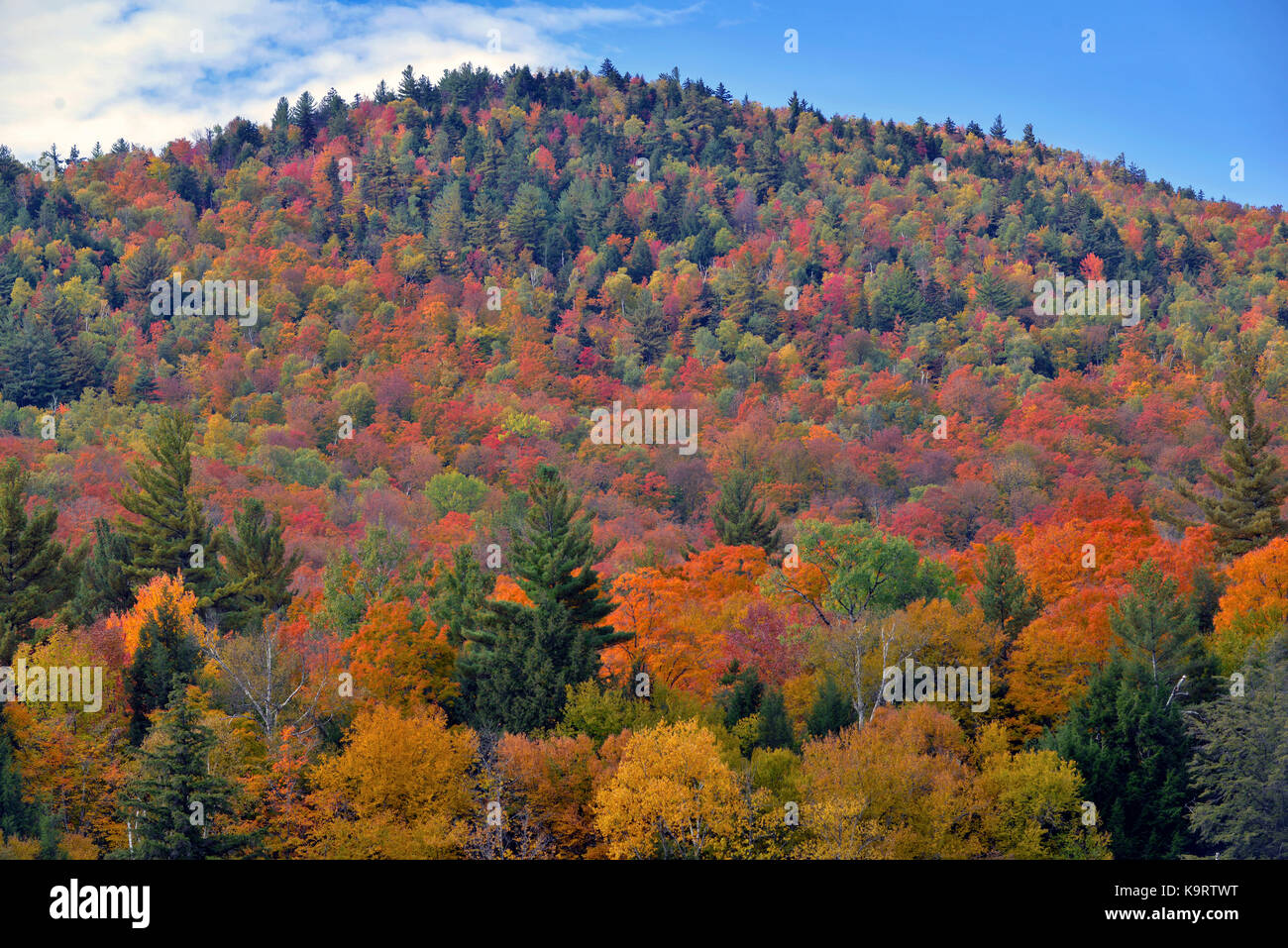 Fall season, Autumn colors in Northeast forest Stock Photo - Alamy