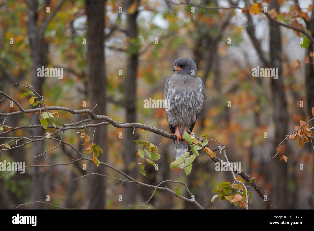 Savannah Hawk High Resolution Stock Photography and Images - Alamy