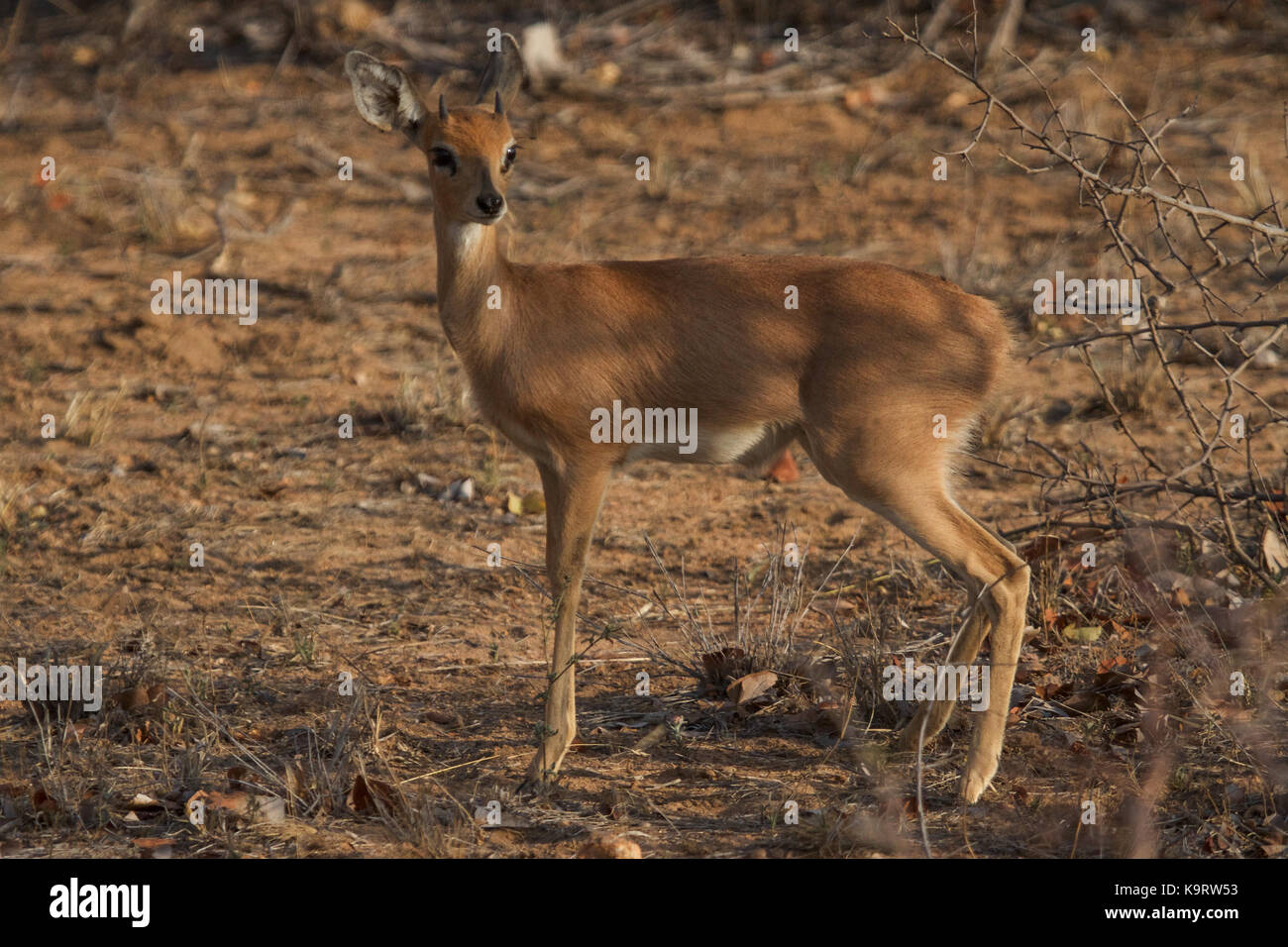 Tick eating bird hi-res stock photography and images - Alamy