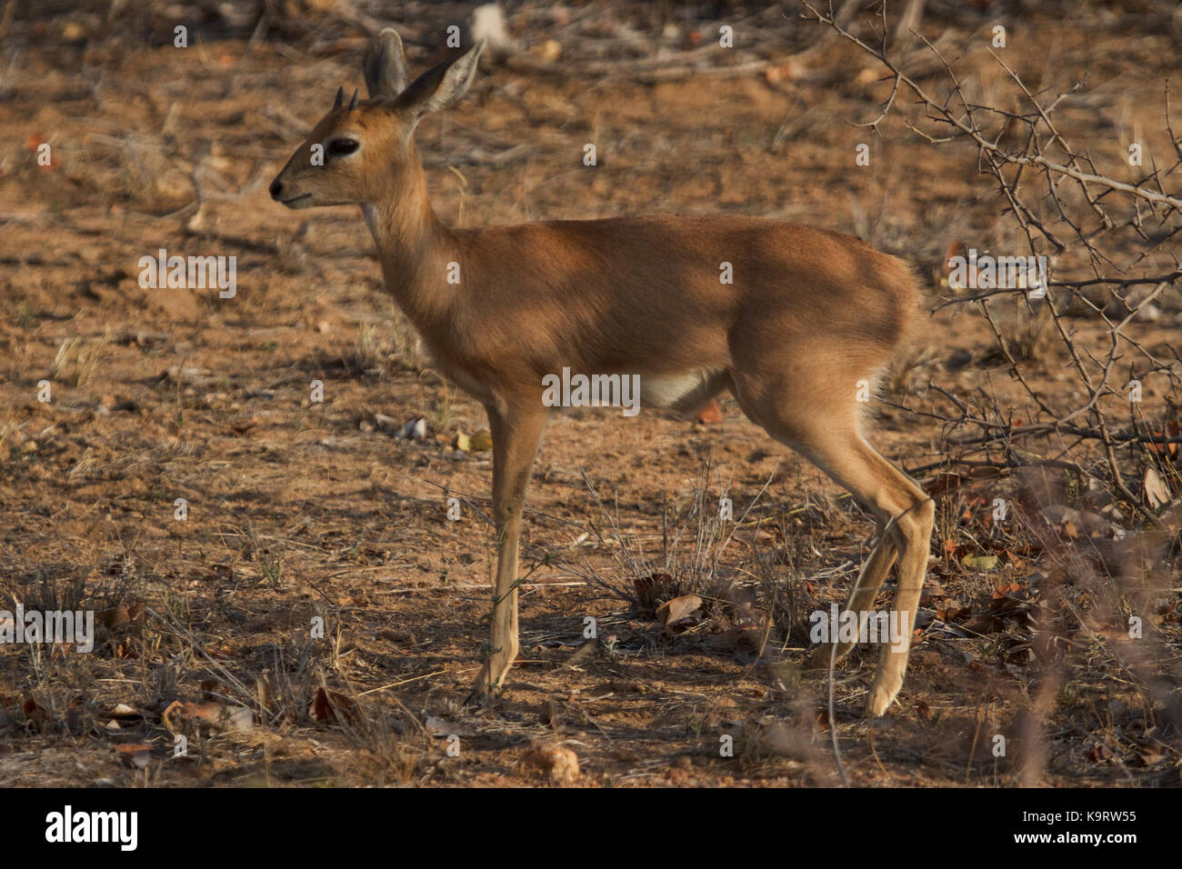 Tick eating bird hi-res stock photography and images - Alamy