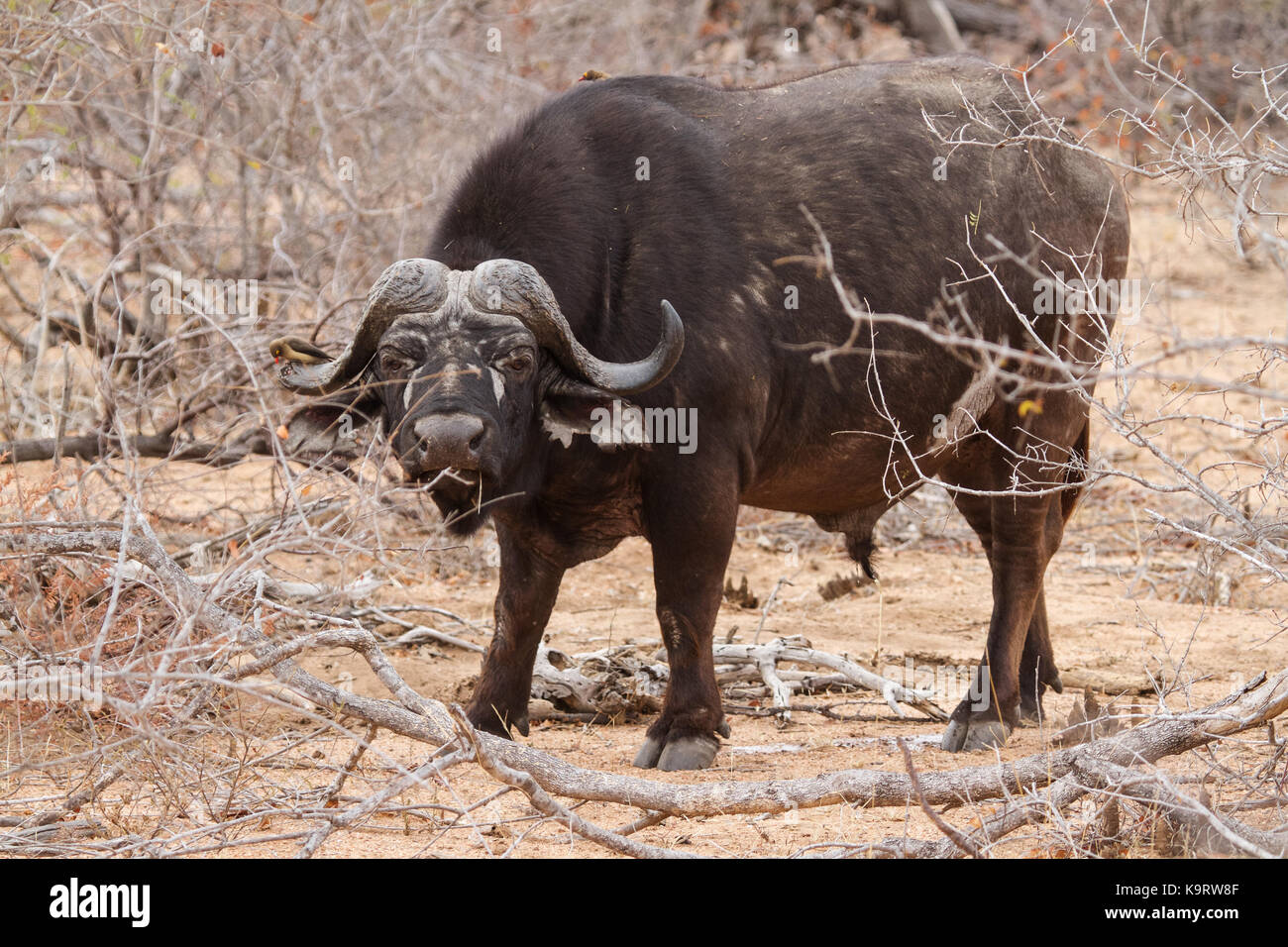 Herd cape buffalo migration hi-res stock photography and images - Alamy