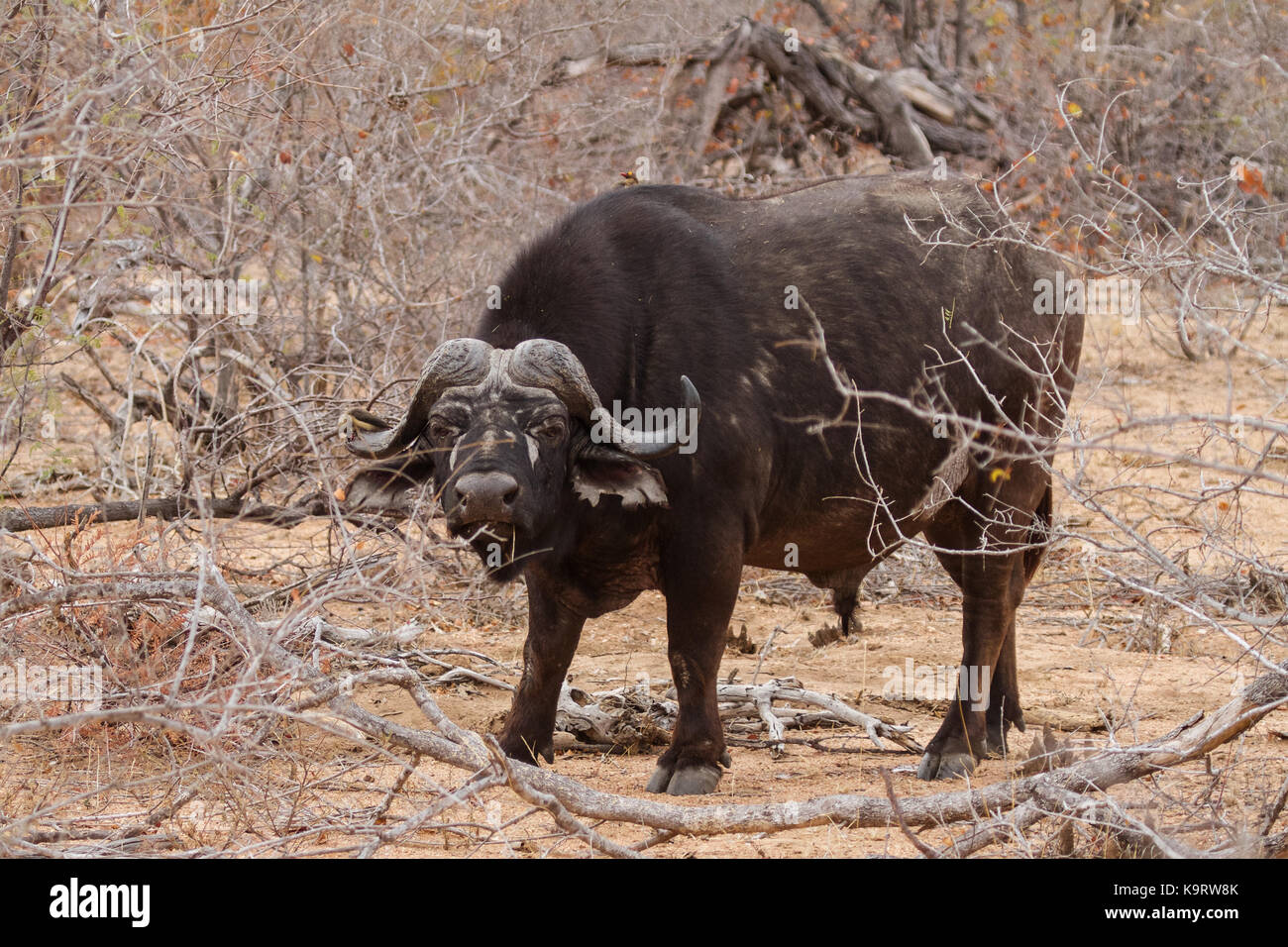 Herd cape buffalo migration hi-res stock photography and images - Alamy