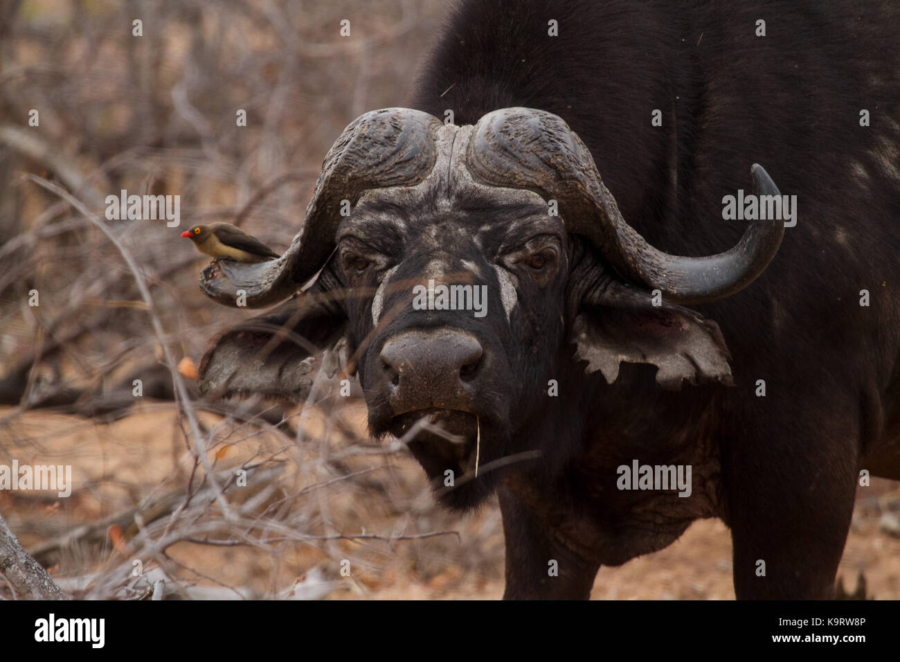 Herd cape buffalo migration hi-res stock photography and images - Alamy