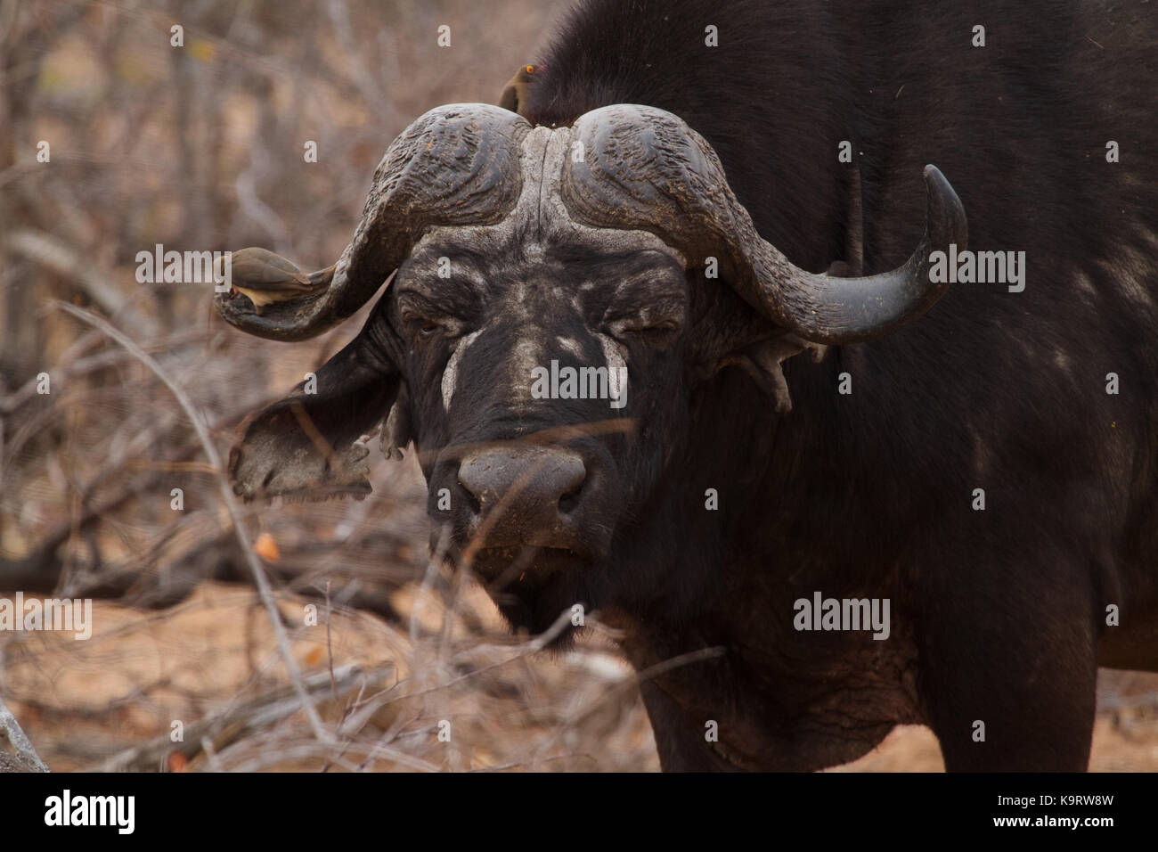 Herd cape buffalo migration hi-res stock photography and images - Alamy