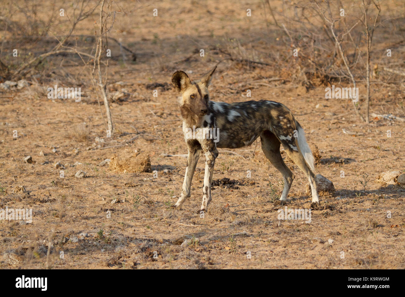 Africa mabeco hi-res stock photography and images - Alamy
