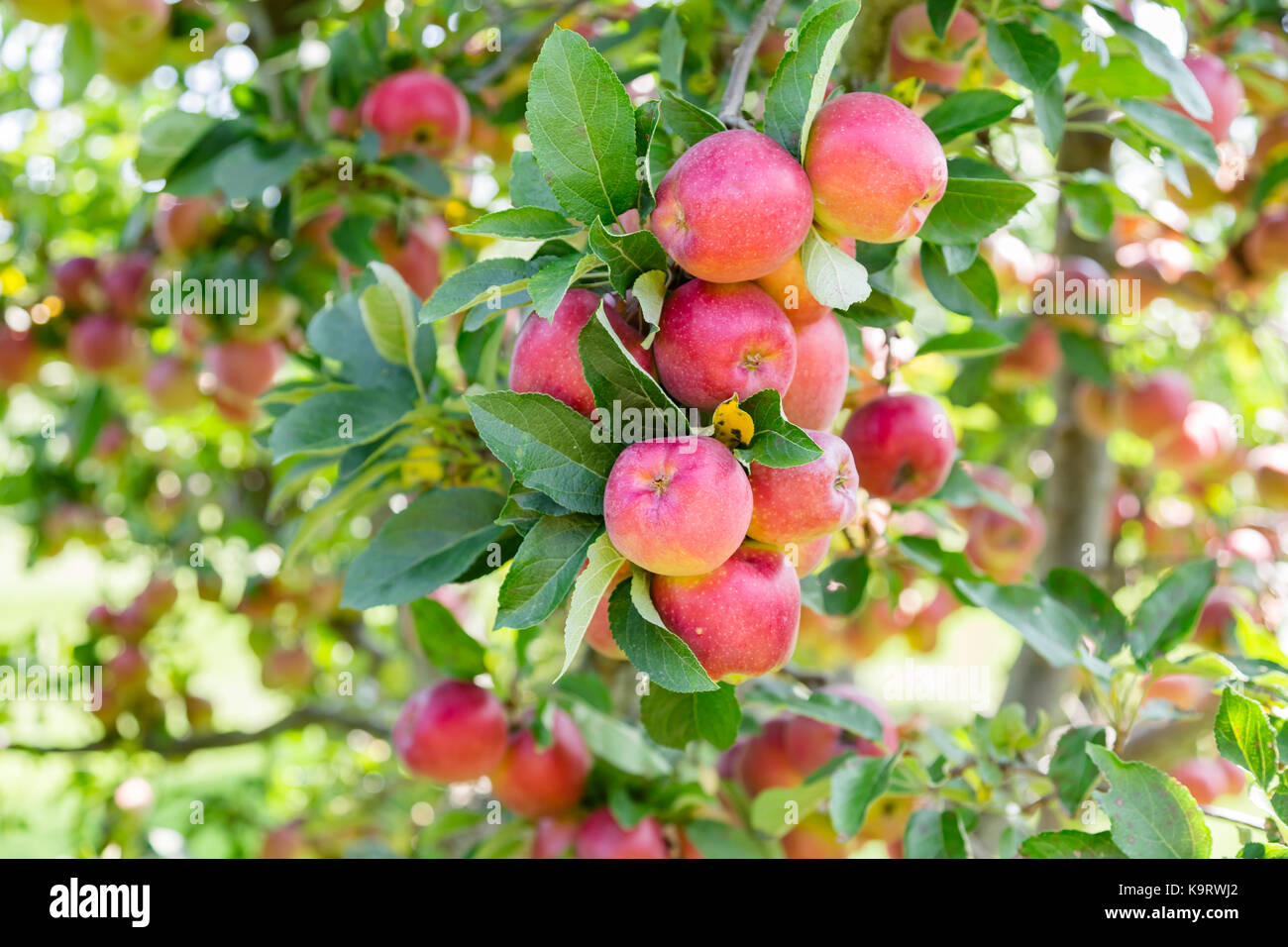 Fresh red apples are ready to be picked Stock Photo - Alamy