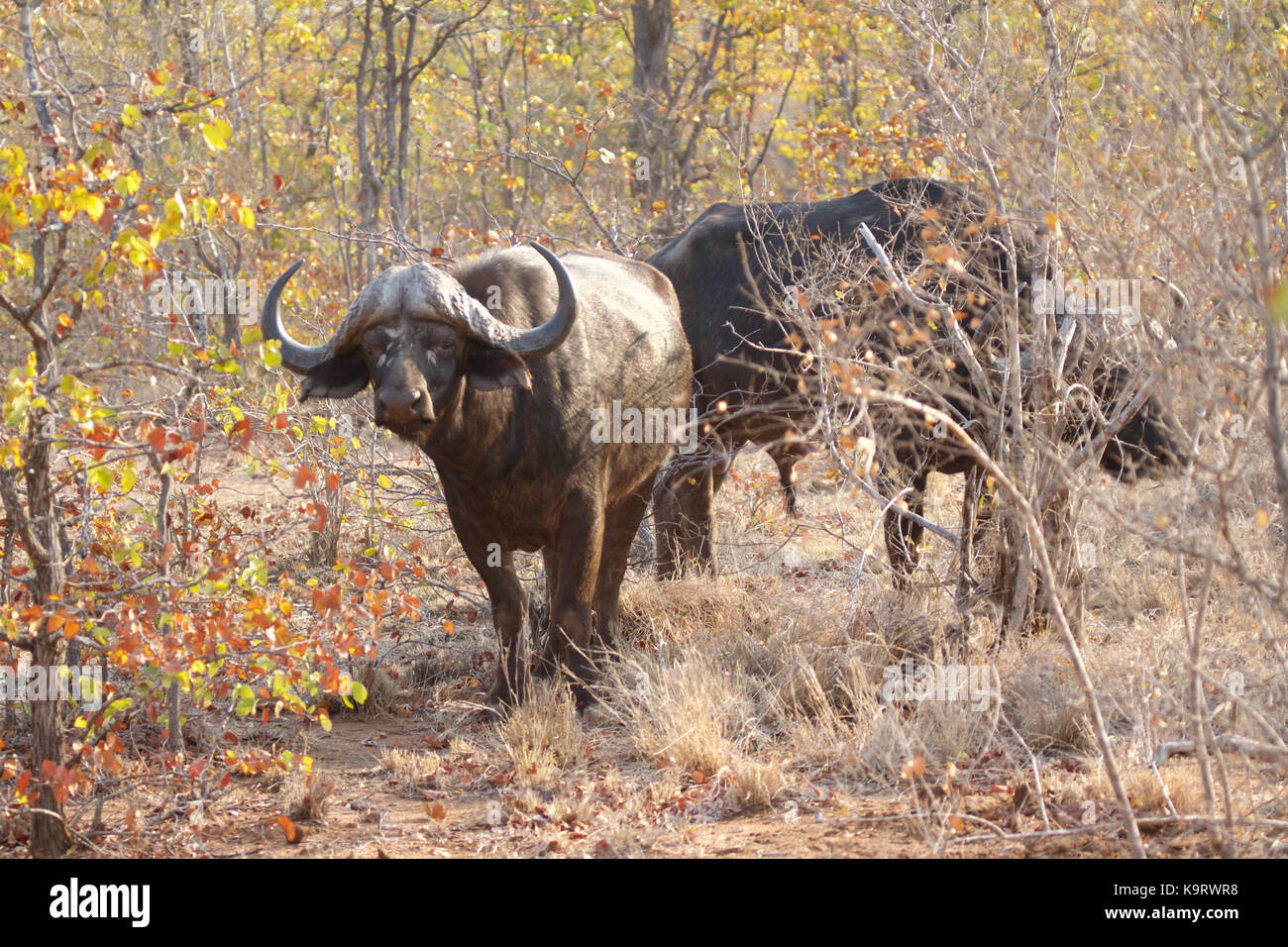 Tick eating bird hi-res stock photography and images - Alamy