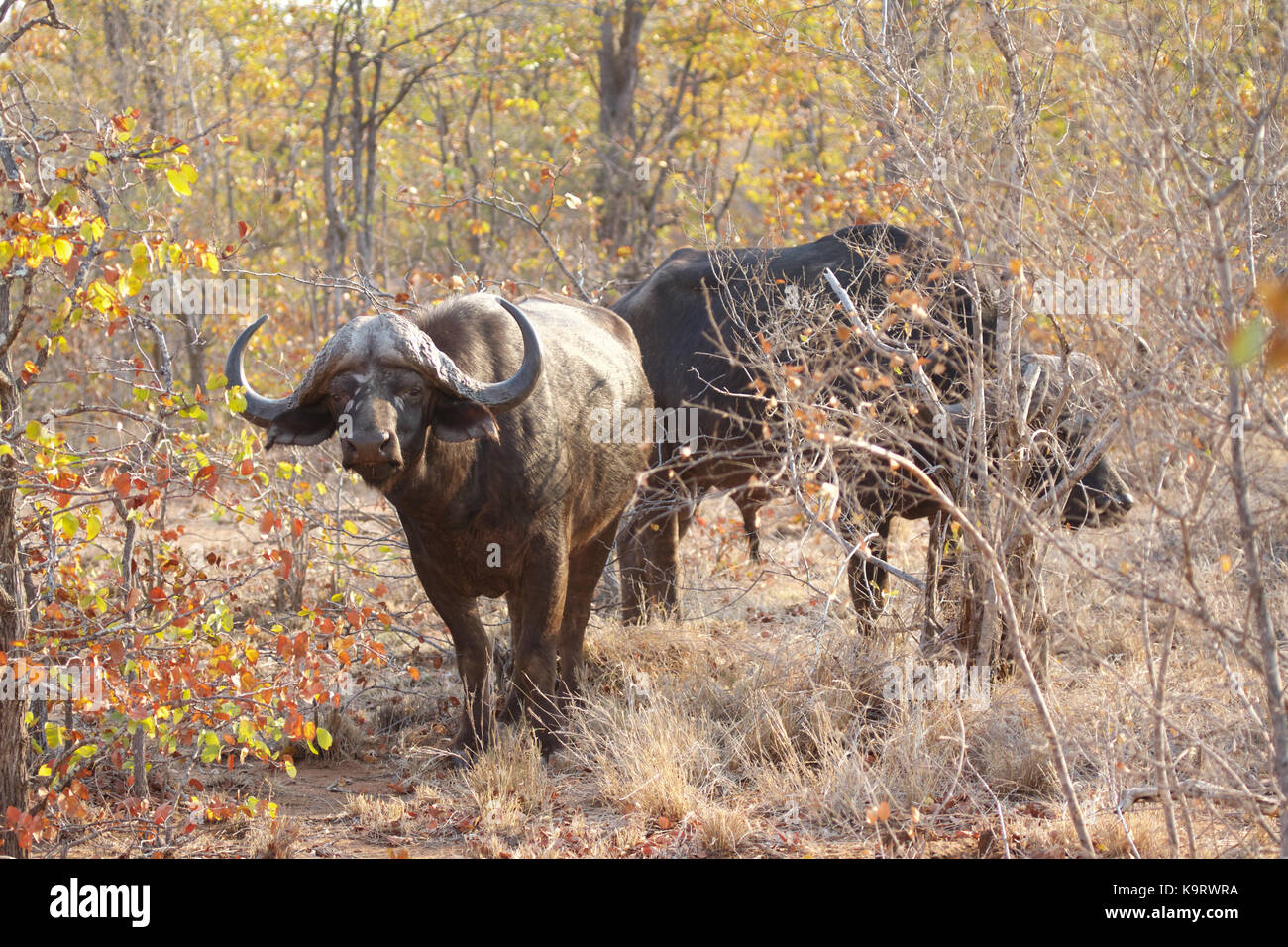 Buffalo in Great Kruger Stock Photo - Alamy