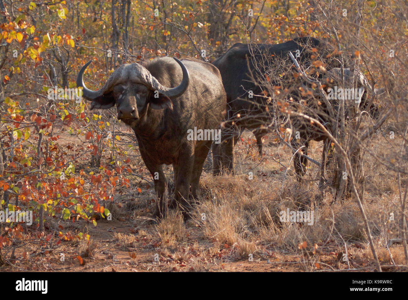 Herd cape buffalo migration hi-res stock photography and images - Alamy
