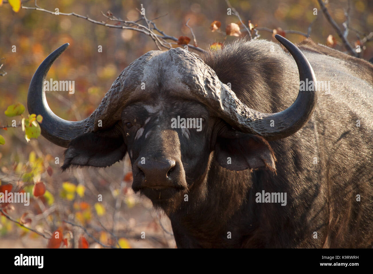 Herd cape buffalo migration hi-res stock photography and images - Alamy