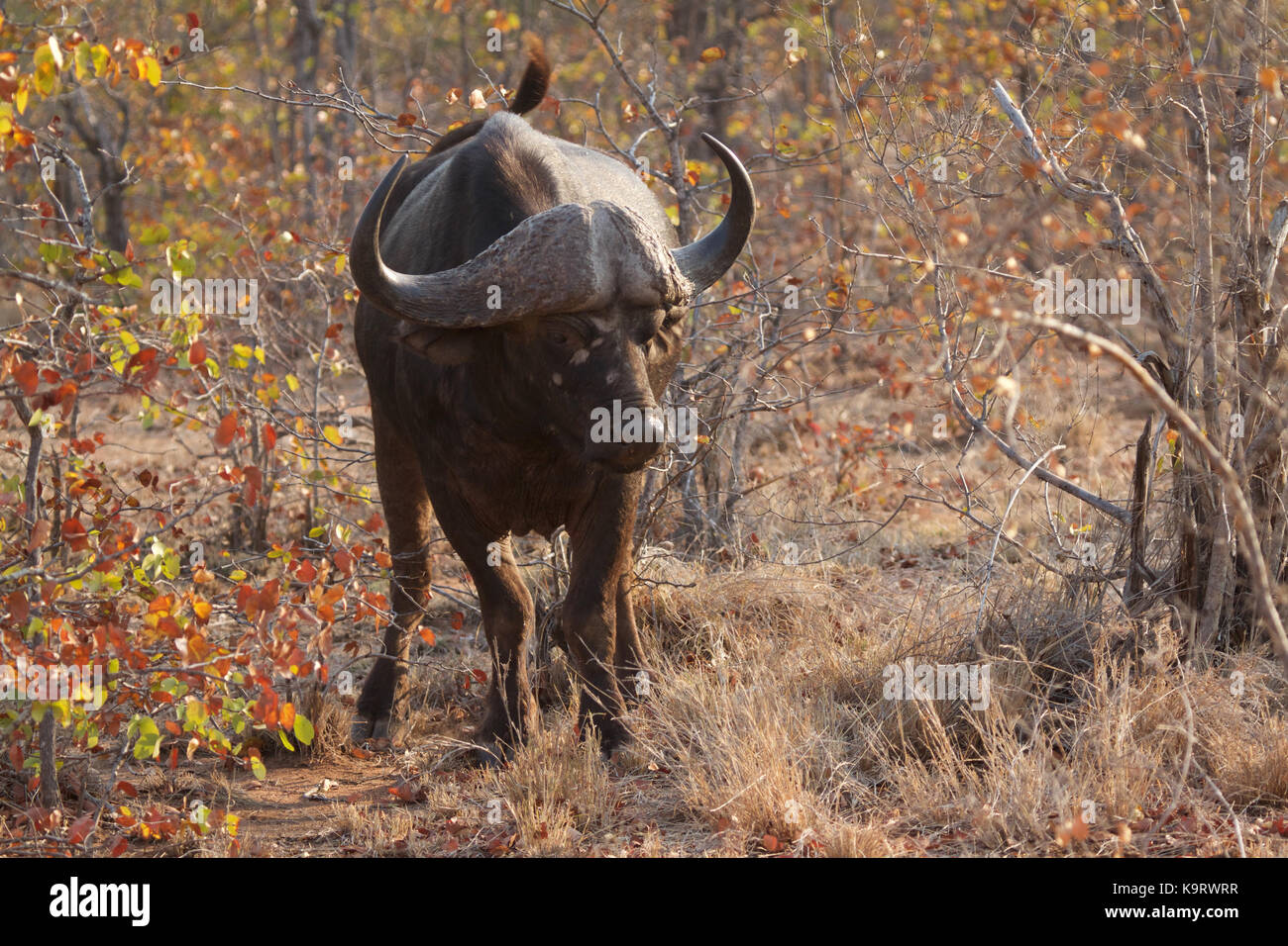 Herd cape buffalo migration hi-res stock photography and images - Alamy
