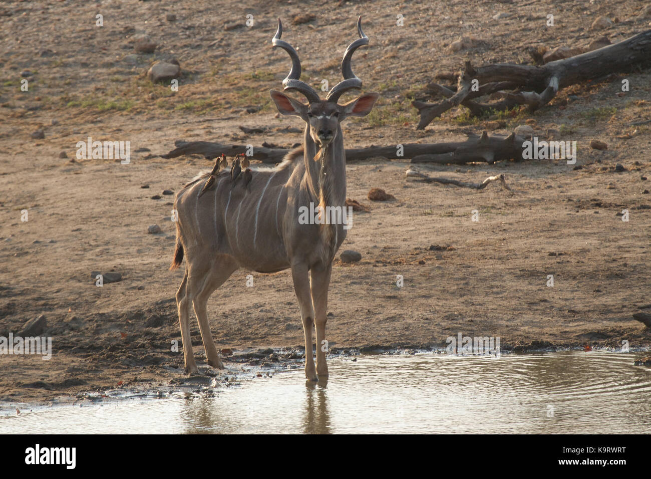 Male kudu big horn hi-res stock photography and images - Alamy