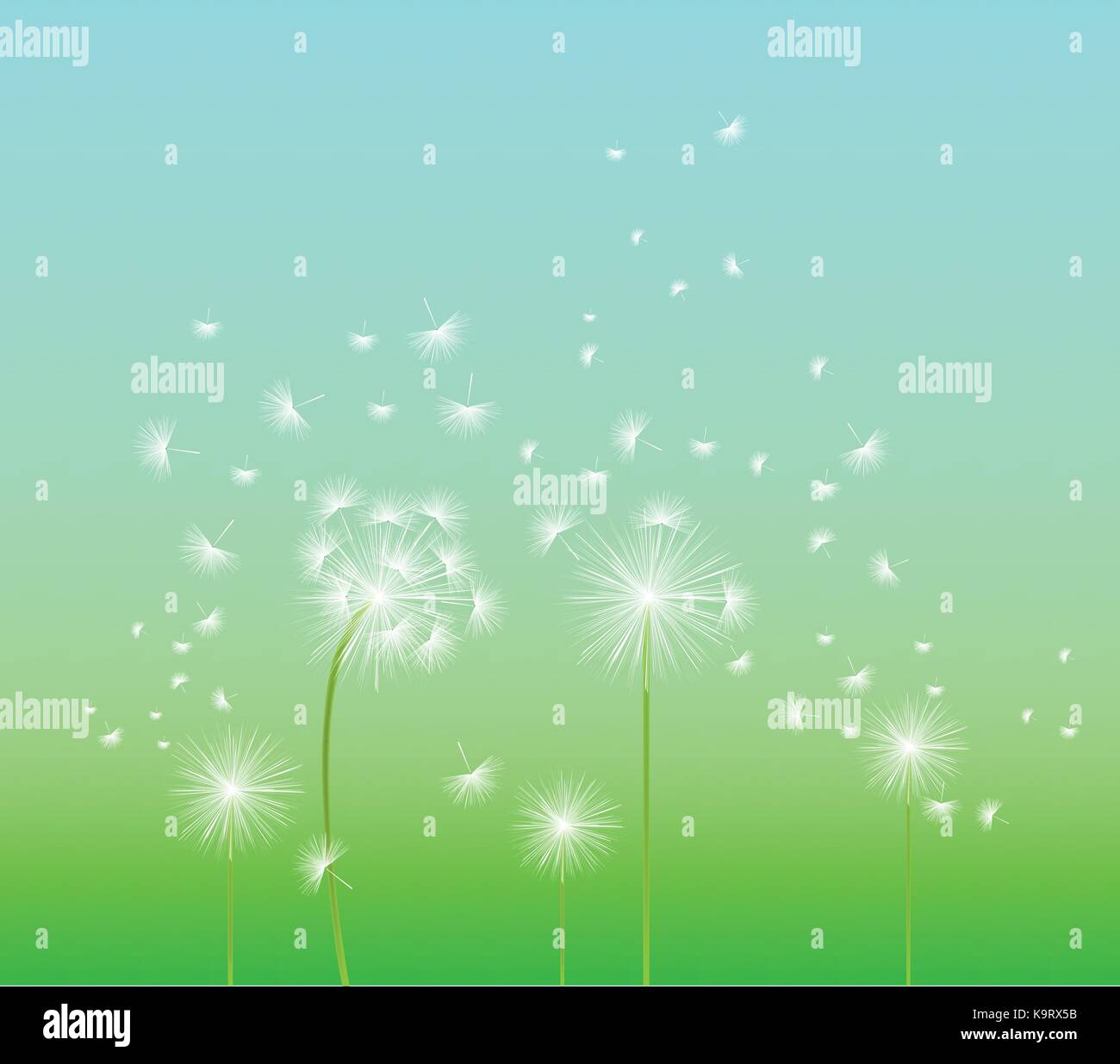 spring background with white dandelion Stock Vector Image & Art - Alamy