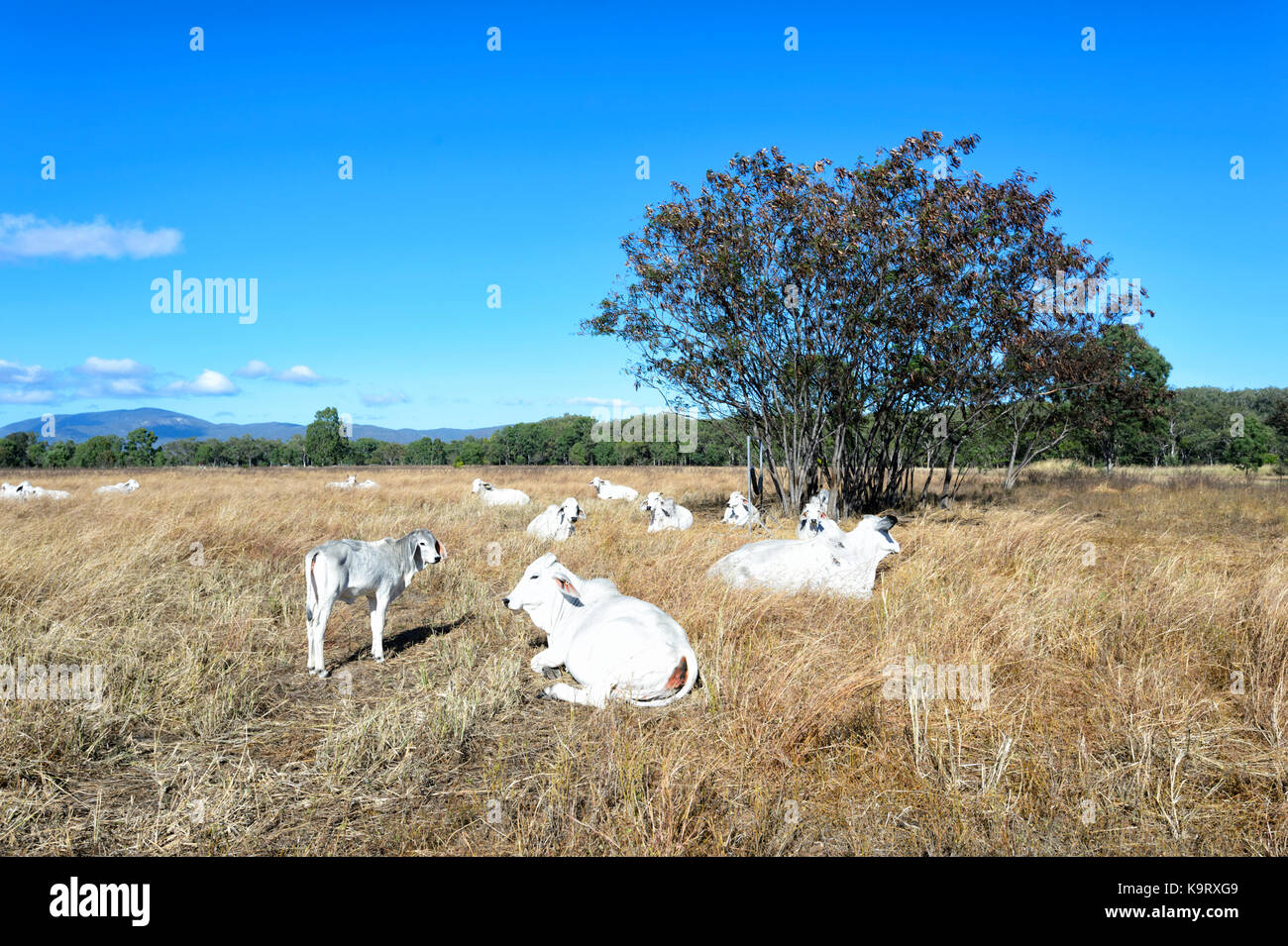 Cows in a paddock hi-res stock photography and images - Alamy