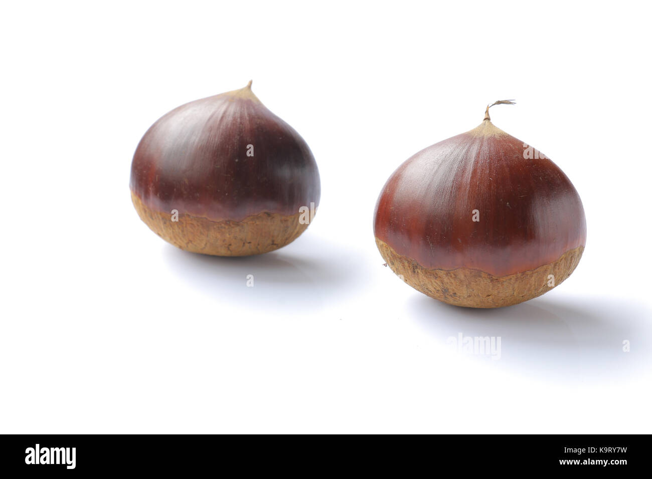 Japanese fresh chestnut isolated Stock Photo - Alamy