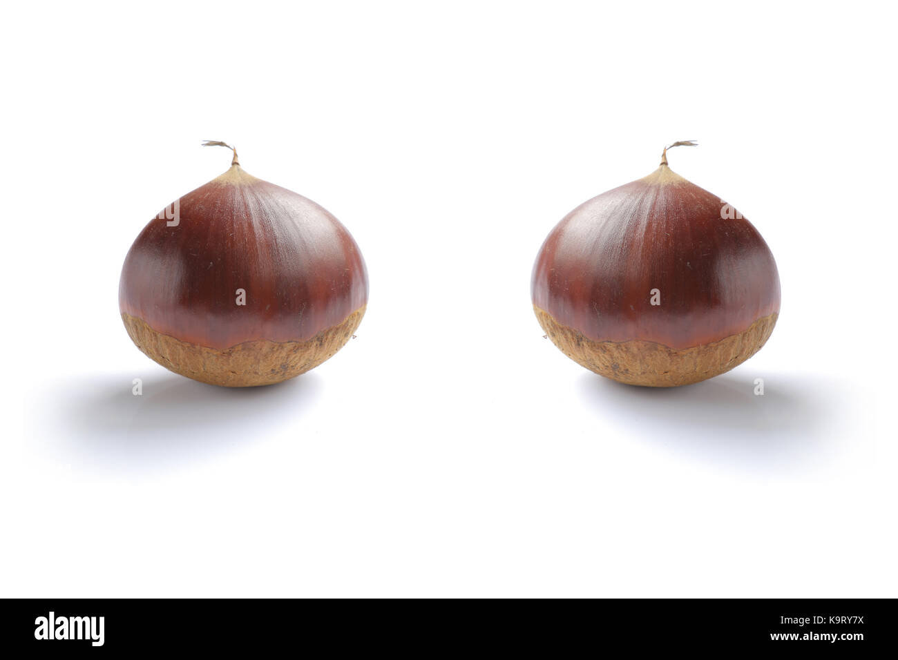 Japanese fresh chestnut isolated Stock Photo - Alamy