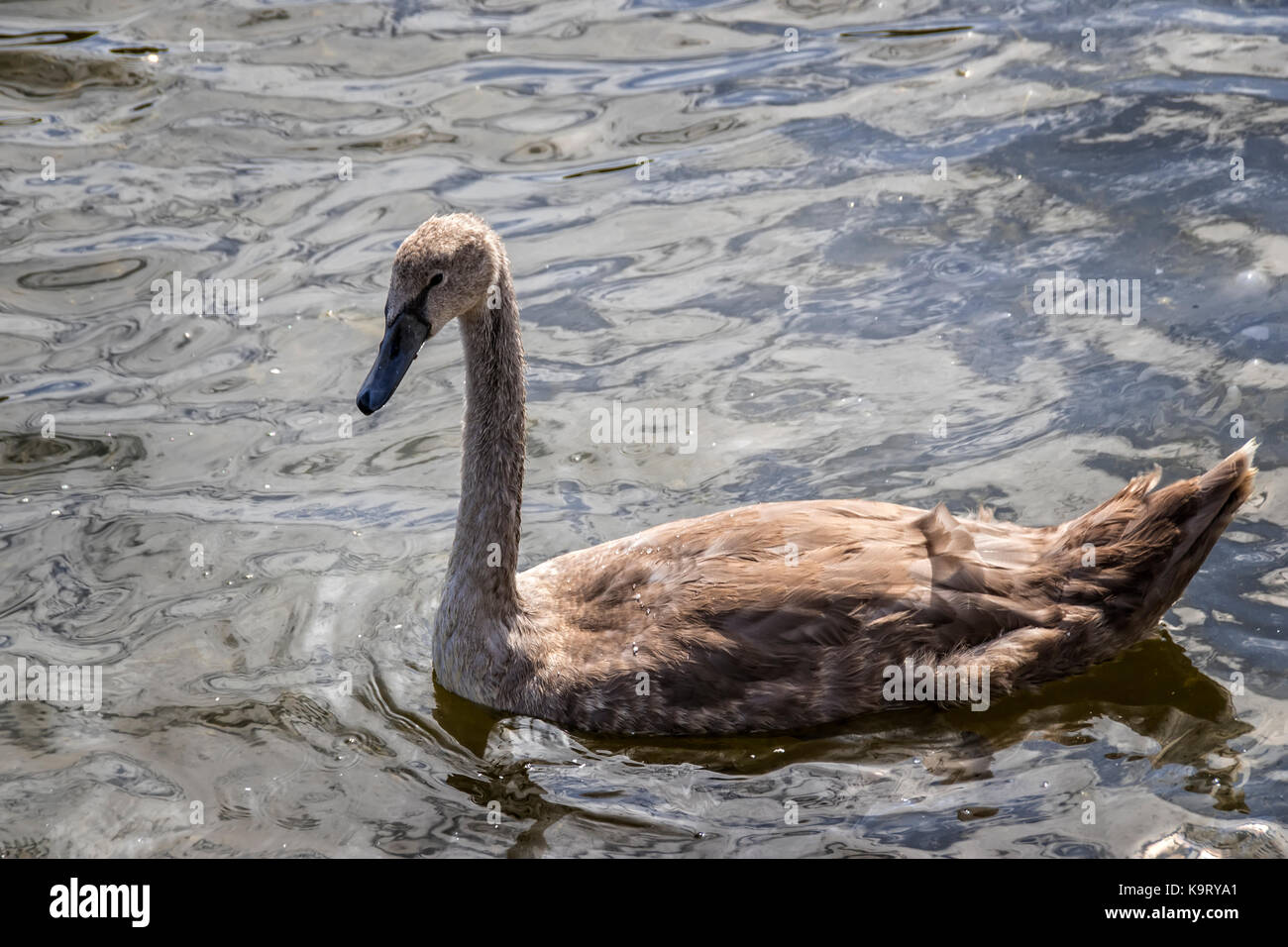 Brown swan bird hi-res stock photography and images - Alamy