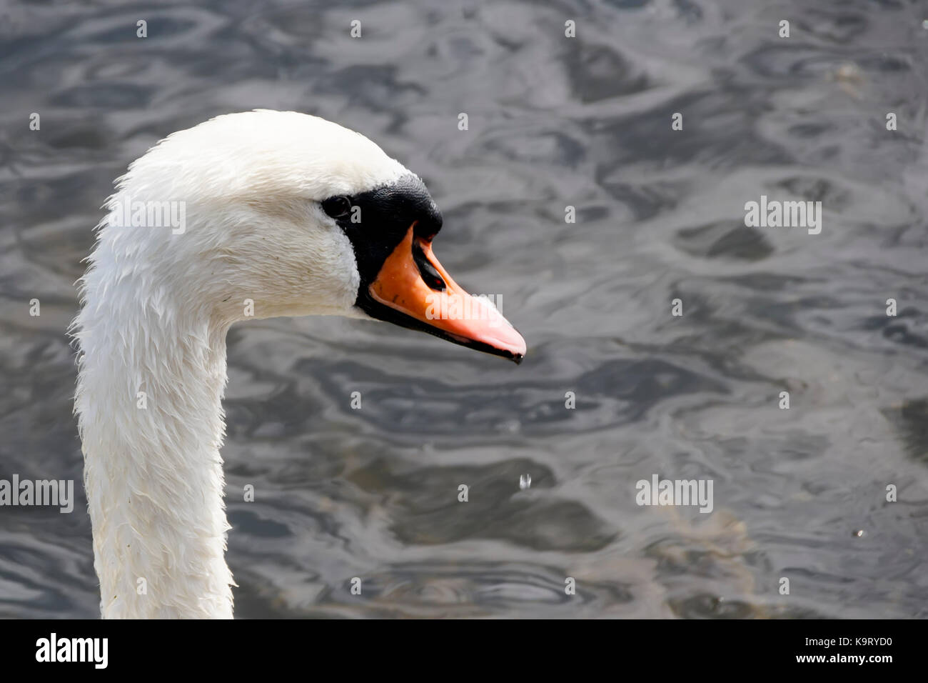 Head of wet white swan close-up Stock Photo - Alamy
