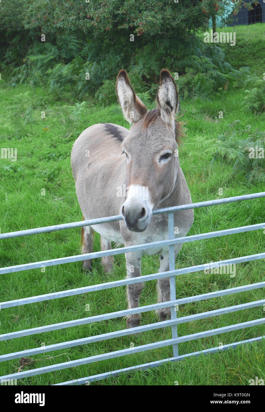 Donkey uk gate hi-res stock photography and images - Alamy
