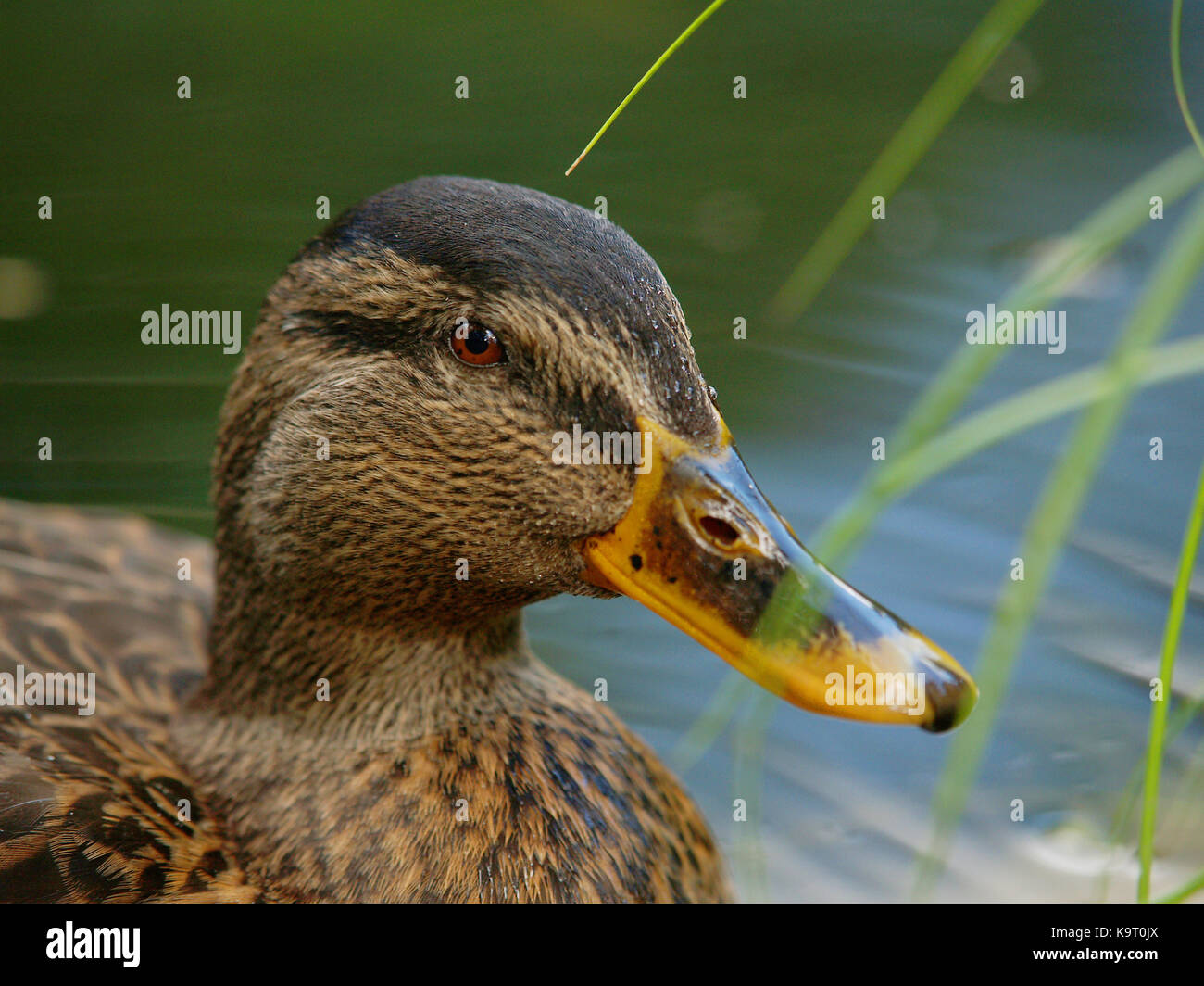 Mallard detail hi-res stock photography and images - Alamy