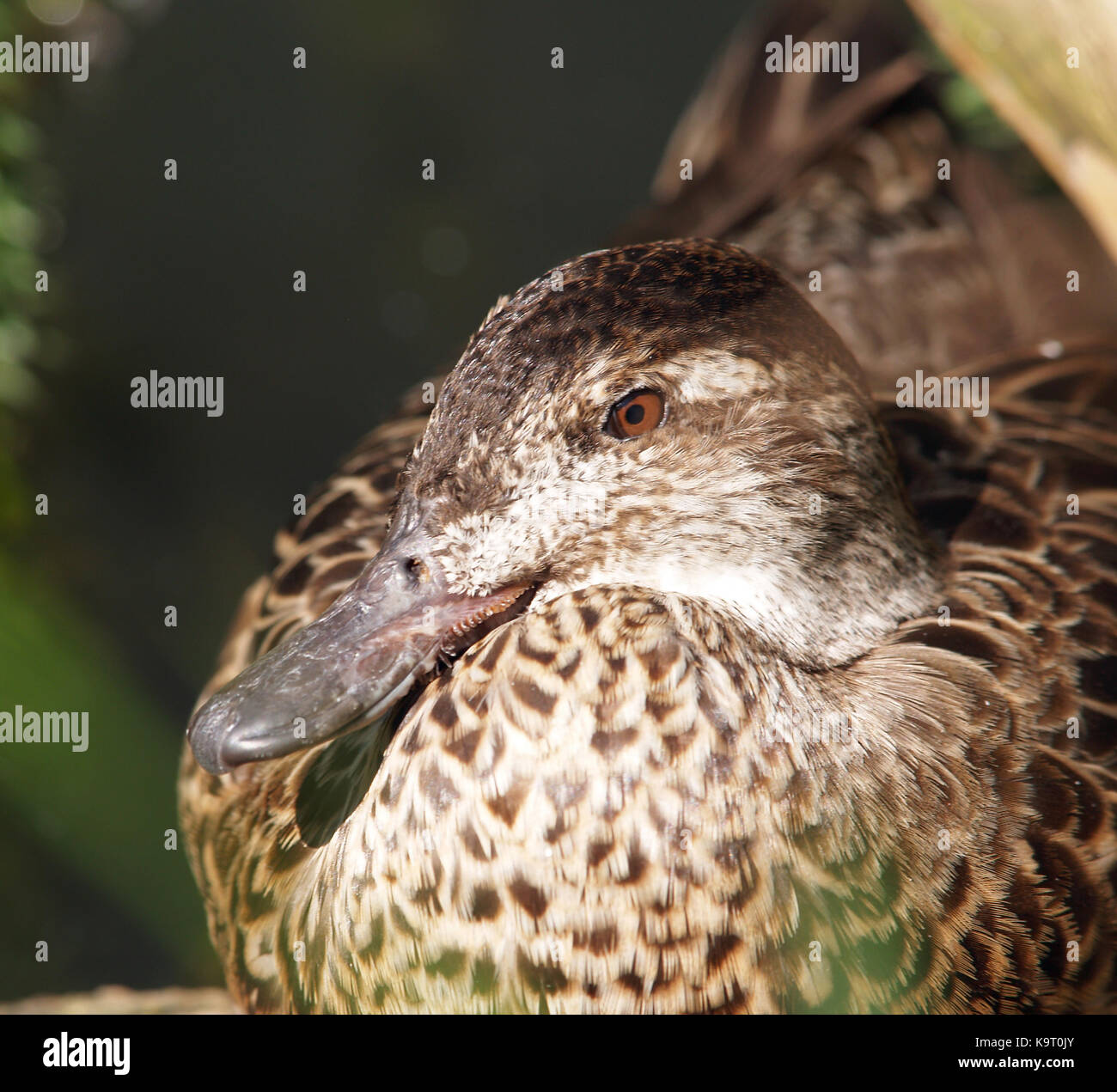 Detail of head of wild duck Stock Photo - Alamy