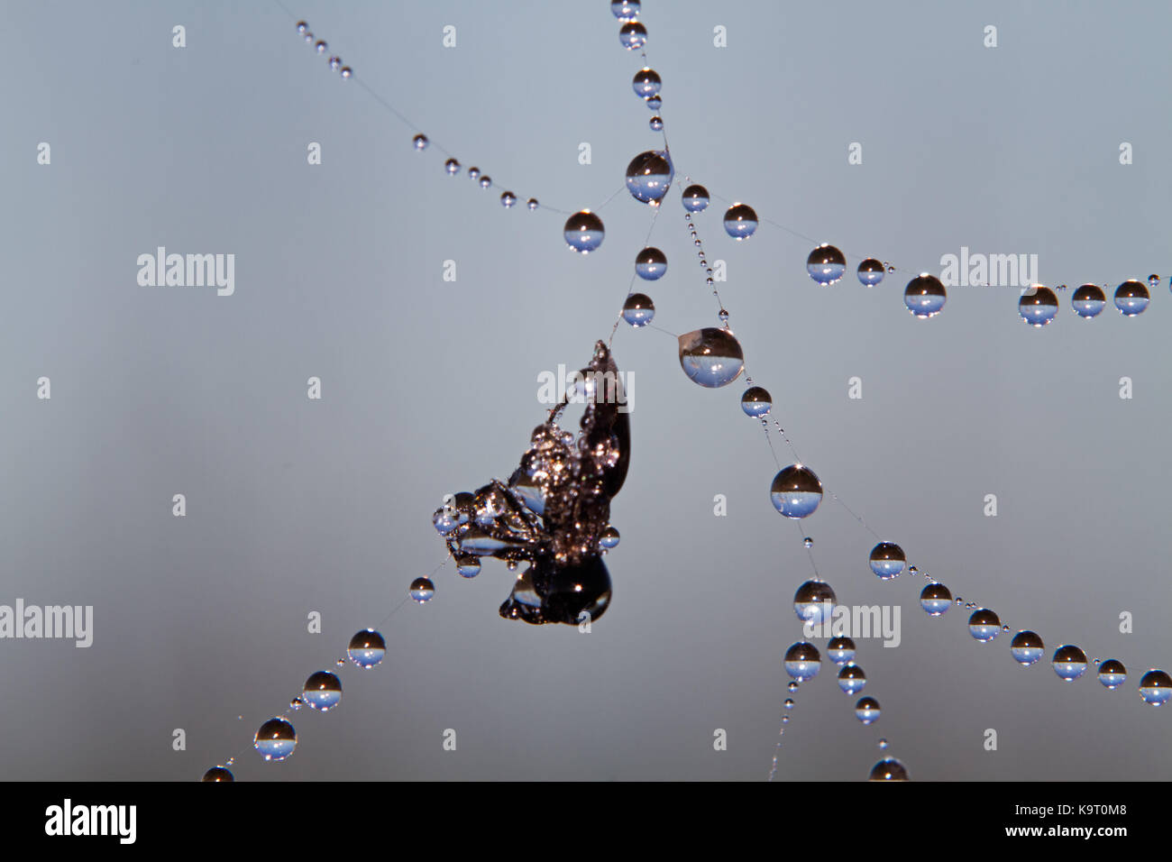 Fly stuck in web hi-res stock photography and images - Alamy