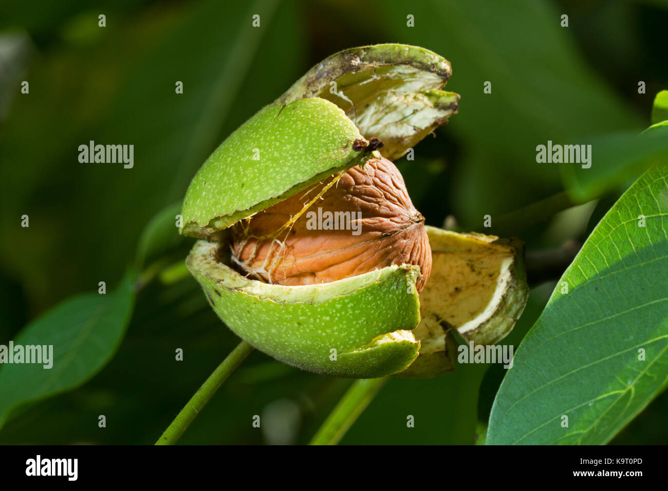 Ripe nut of a Walnut tree Stock Photo - Alamy