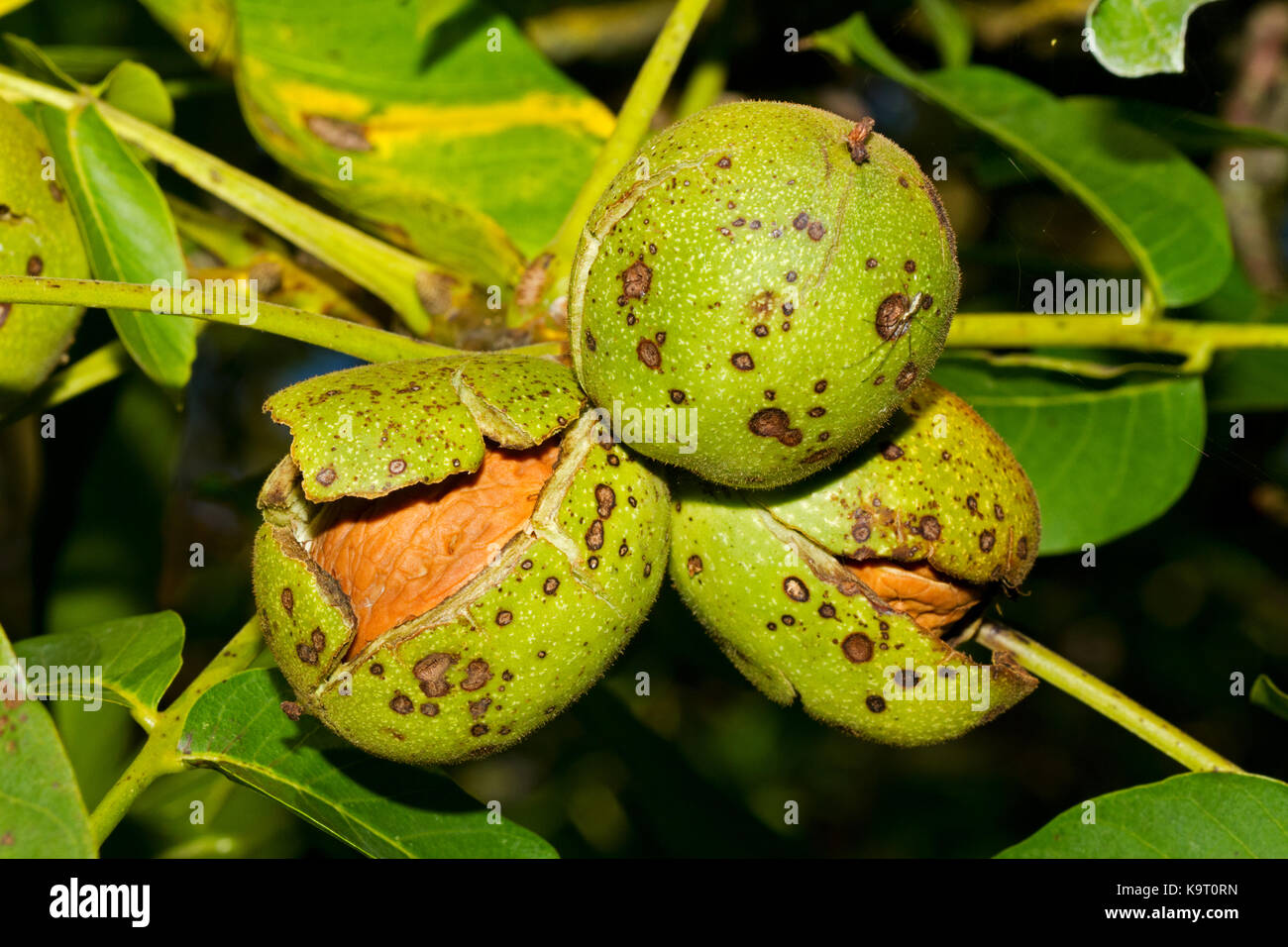 Ripe nuts of a Walnut tree Stock Photo - Alamy