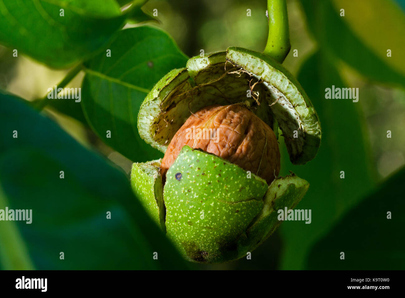 Walnut tree hi-res stock photography and images - Alamy