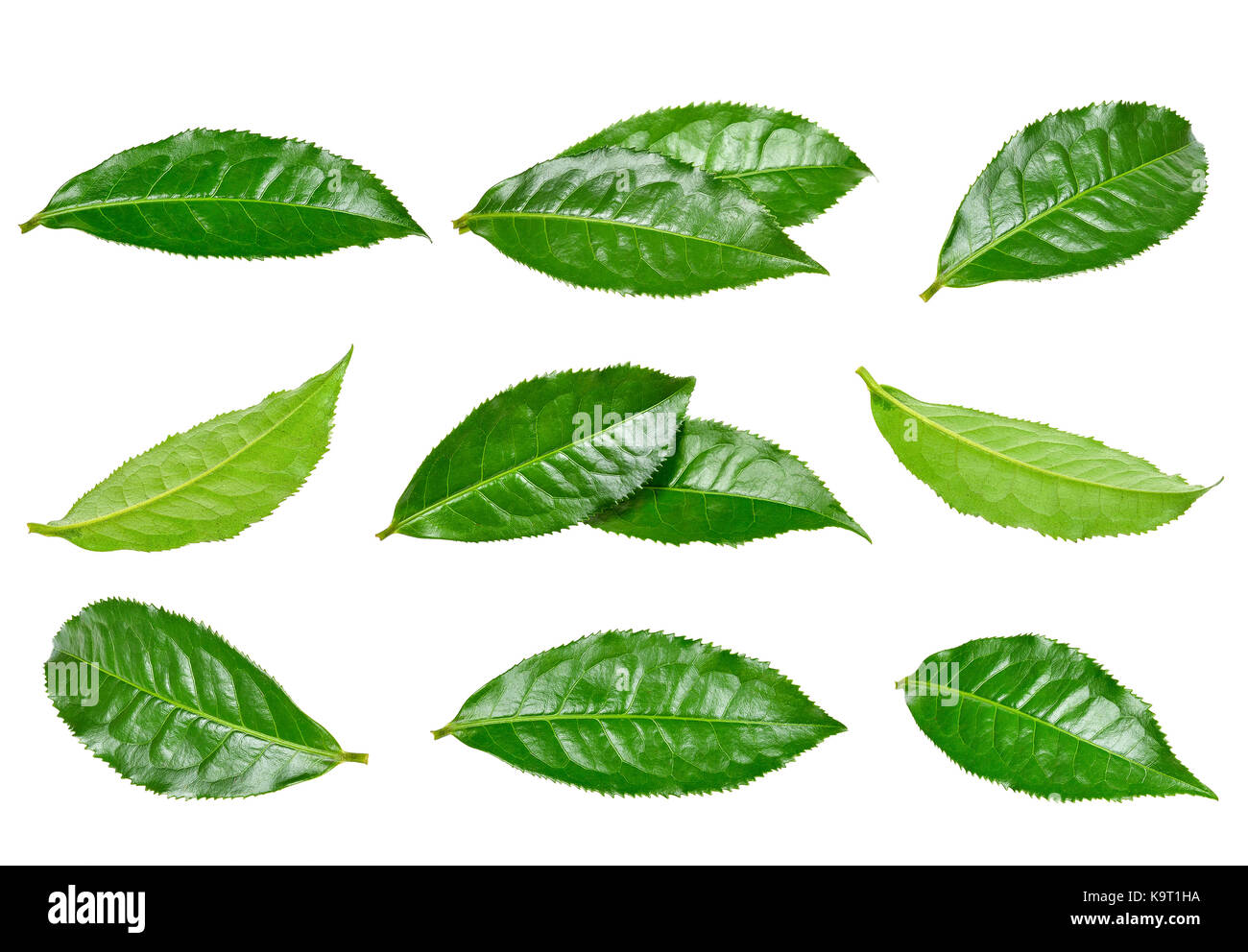 Set Tea leaf isolated on the white background Stock Photo - Alamy