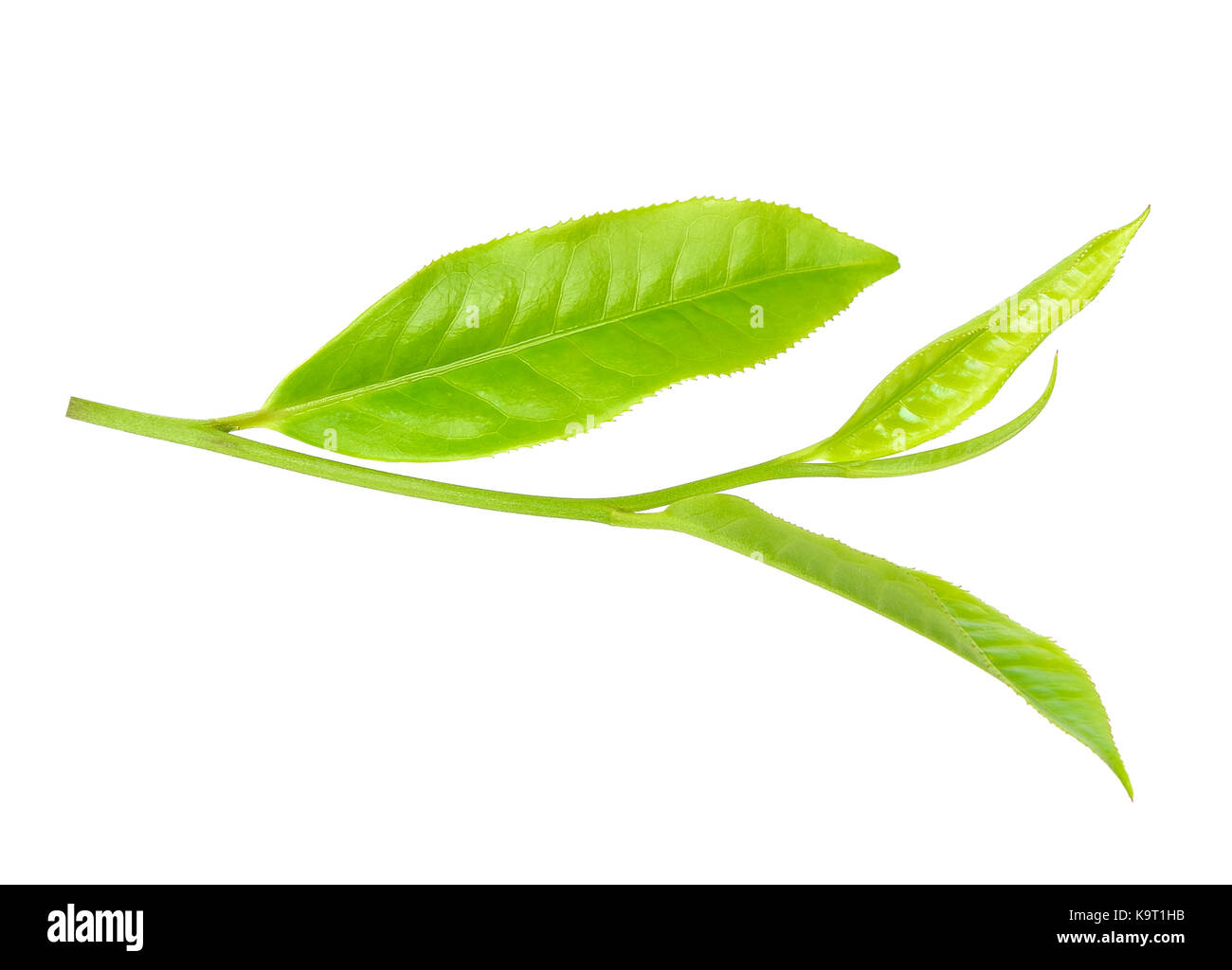 Tea leaf isolated on the white background Stock Photo - Alamy