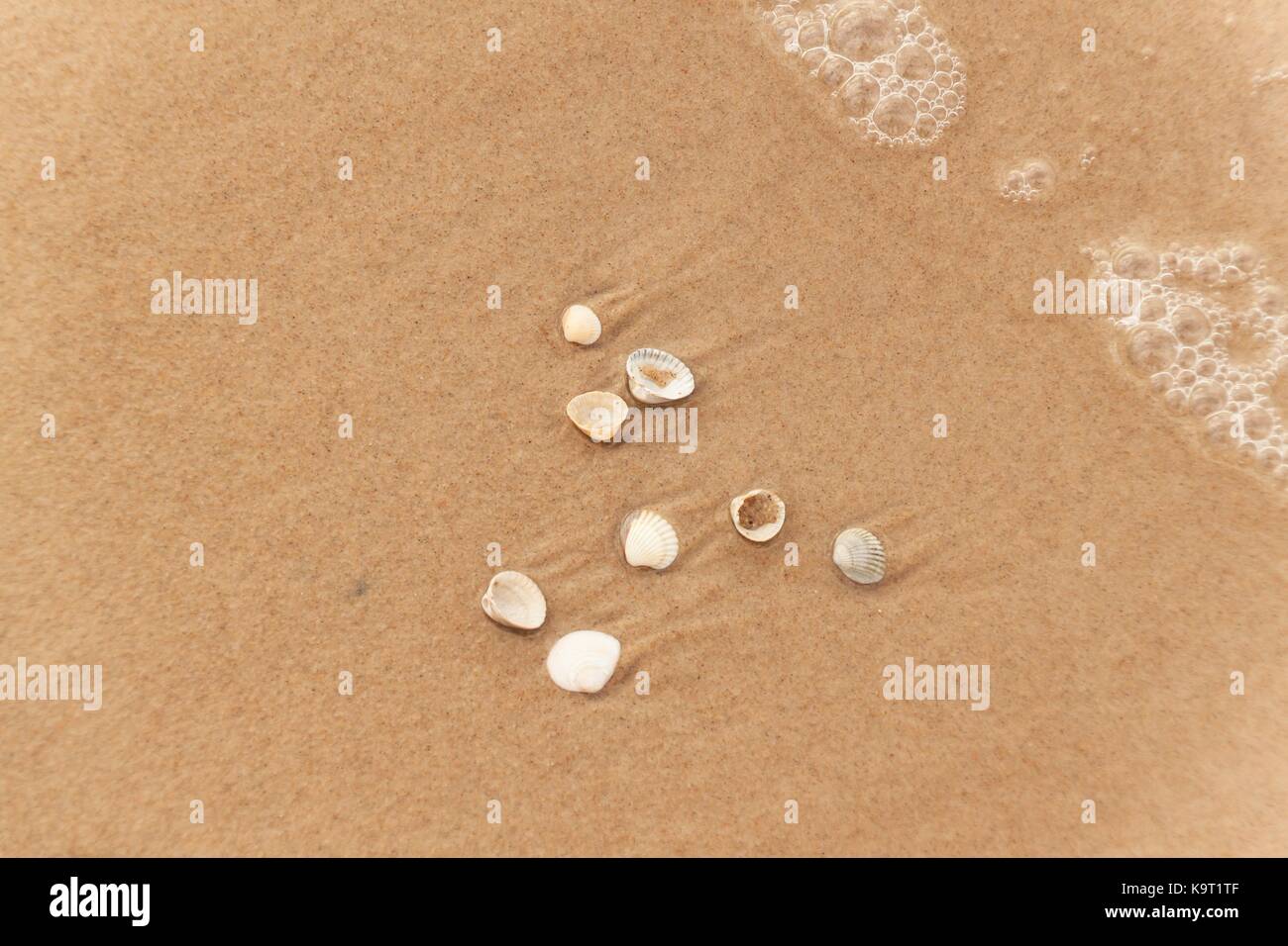 Seashells in the sand on the beach. Memories of the sea. Greetings from ...