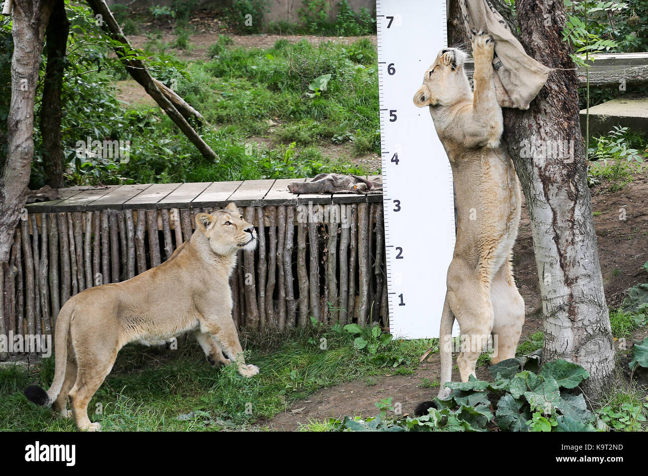 London zoo weigh in 2017 hi-res stock photography and images - Alamy