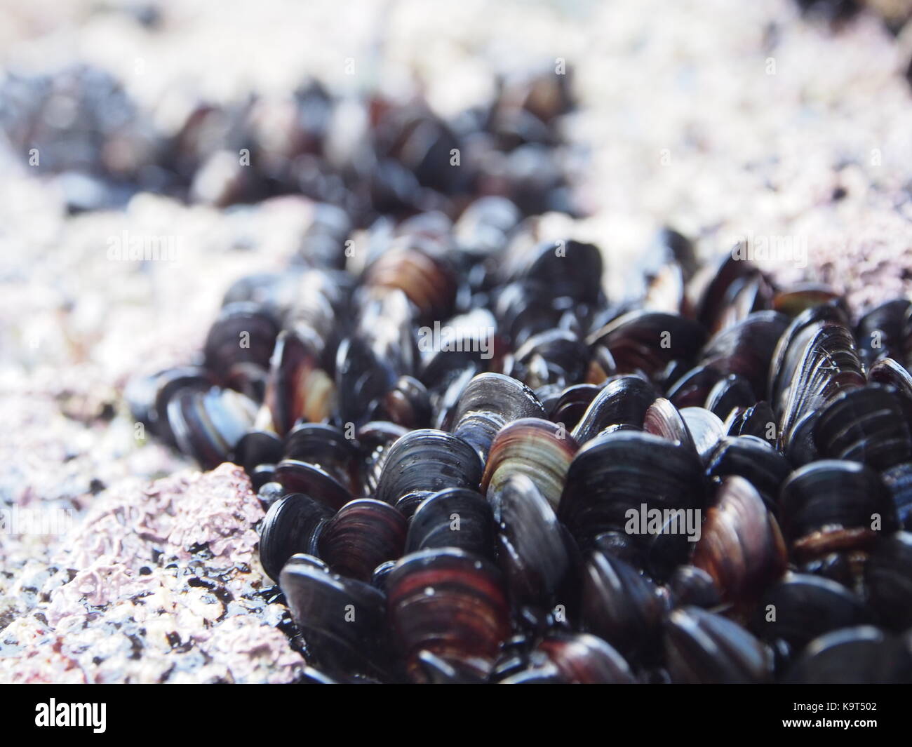 Muscles on rocks hi-res stock photography and images - Alamy