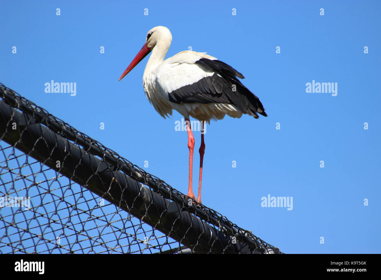 The white storks of alsace hi-res stock photography and images - Alamy