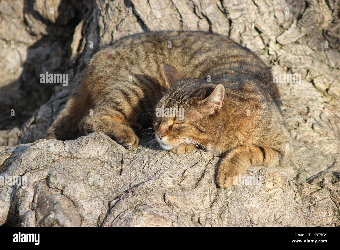 Cat nap on tree hi-res stock photography and images - Alamy