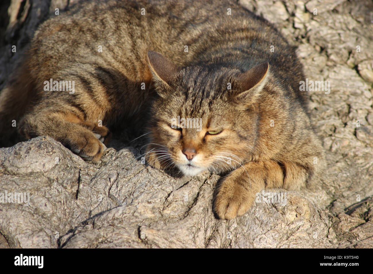 Lying open roots hi-res stock photography and images - Alamy