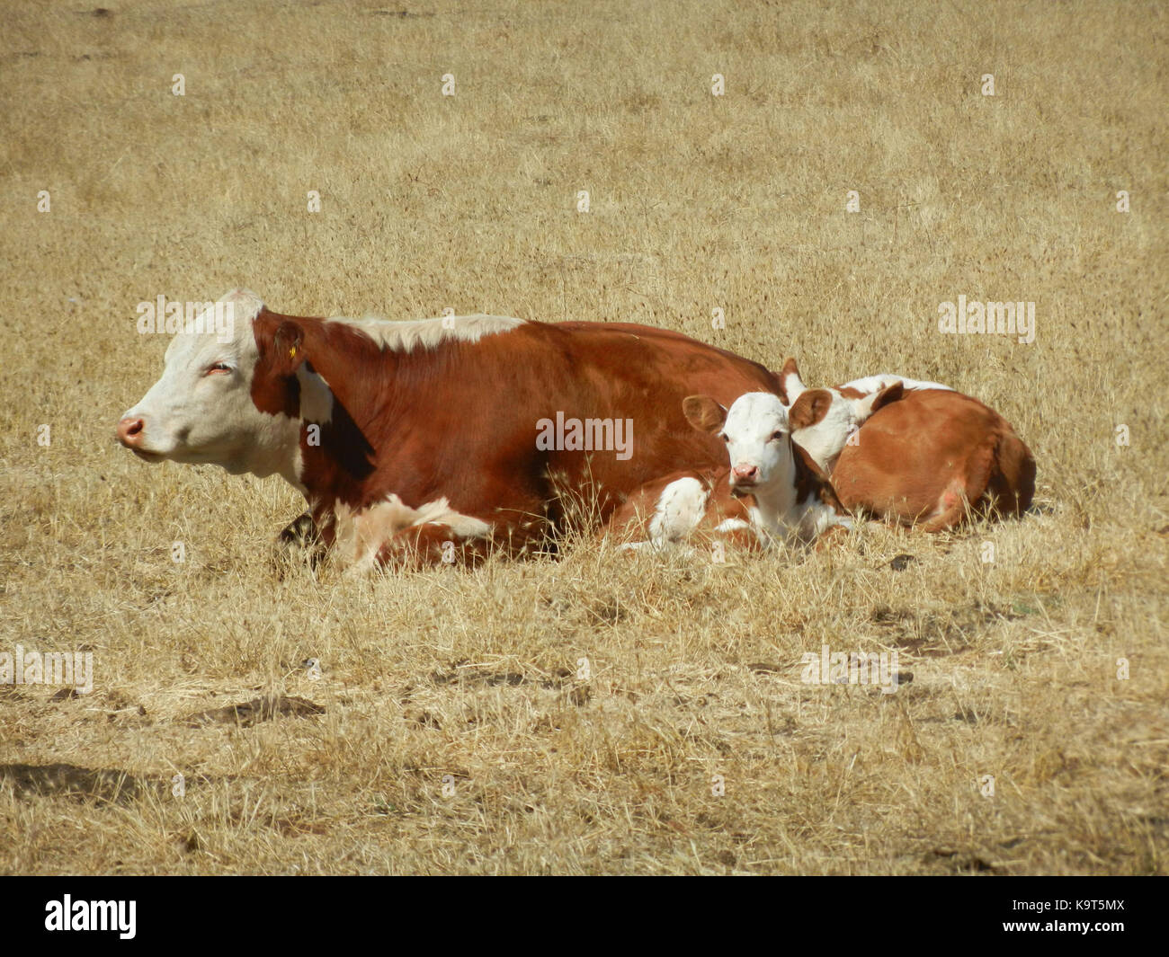 White calf laying down hi-res stock photography and images - Alamy