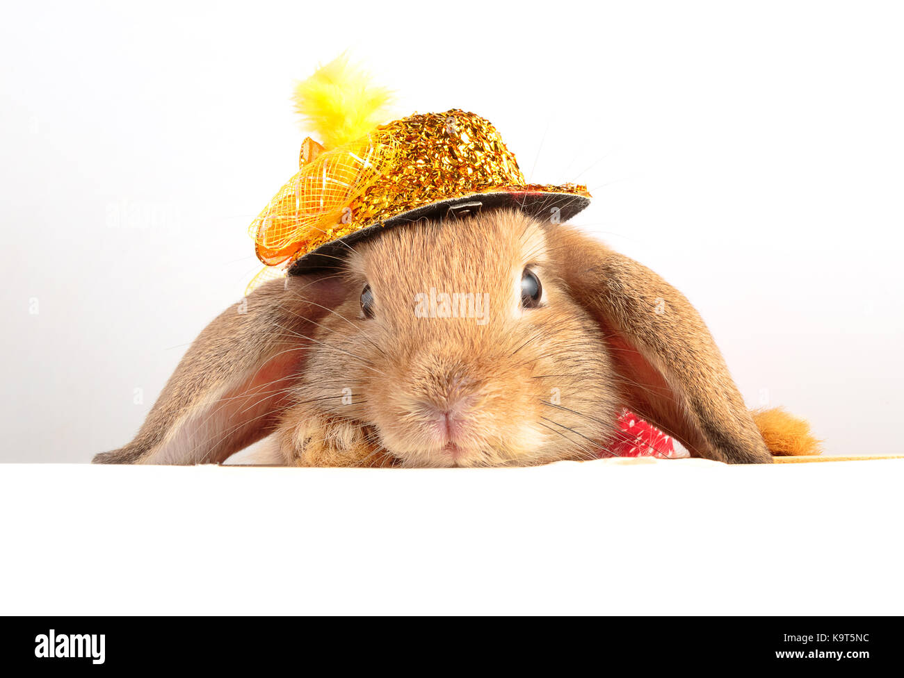 cute rabbit with fancy hat Stock Photo - Alamy