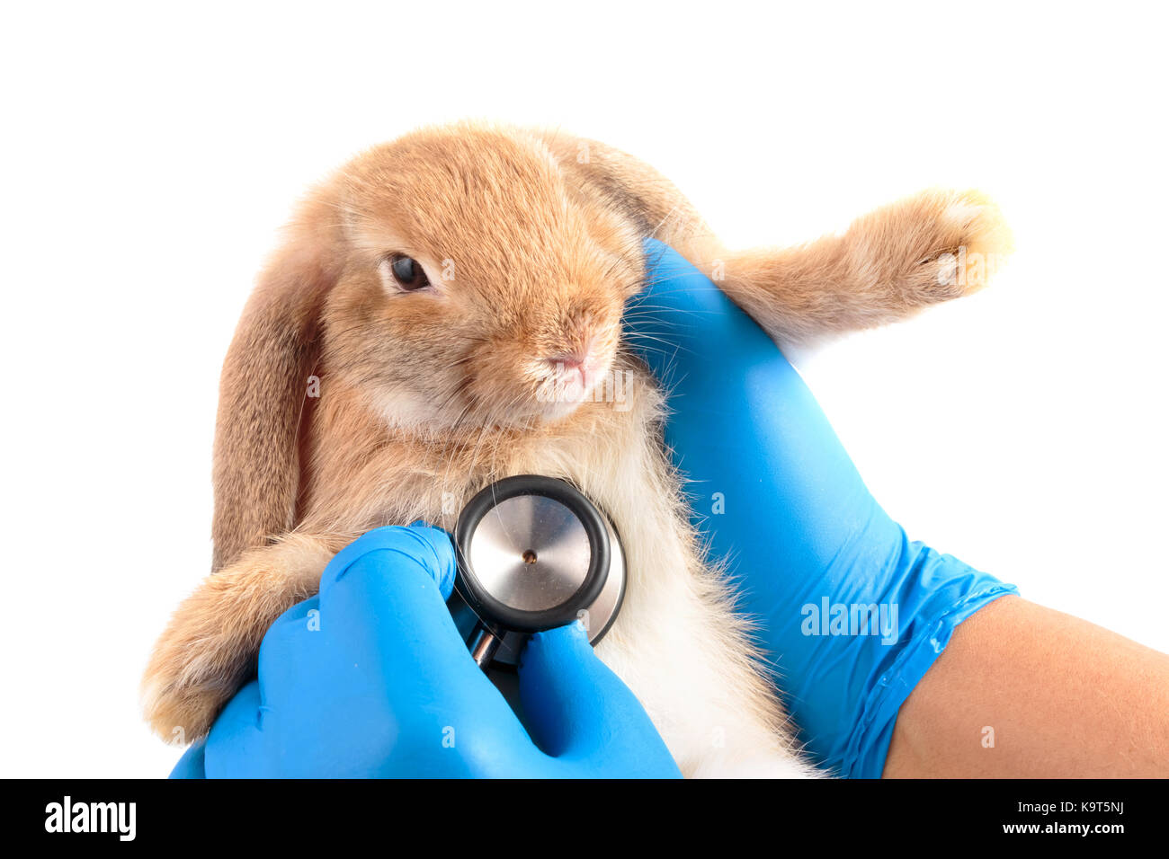 Bunny vet hi-res stock photography and images - Alamy