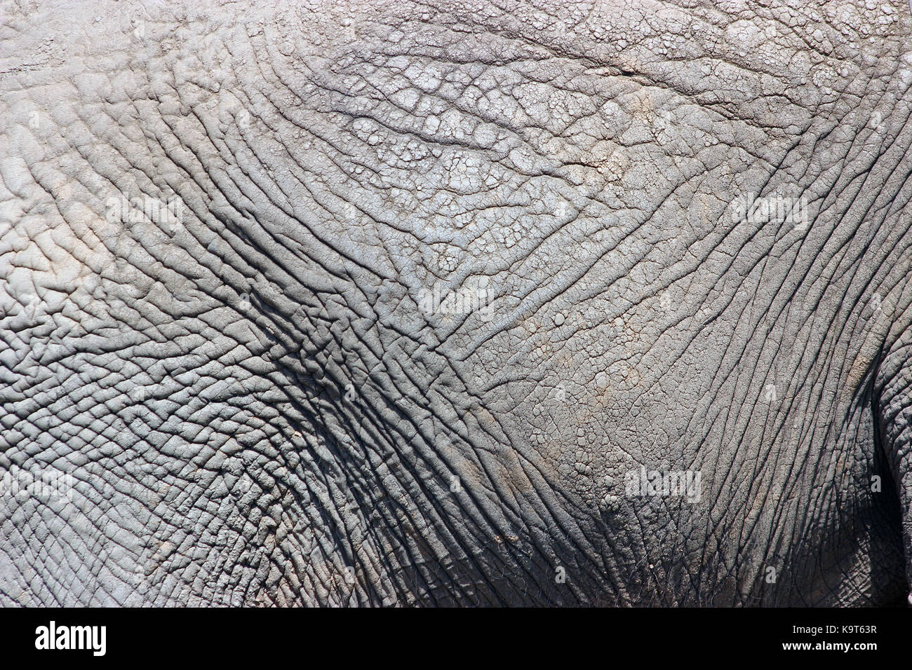 Elephant skin texture. Elephant skin background Stock Photo - Alamy