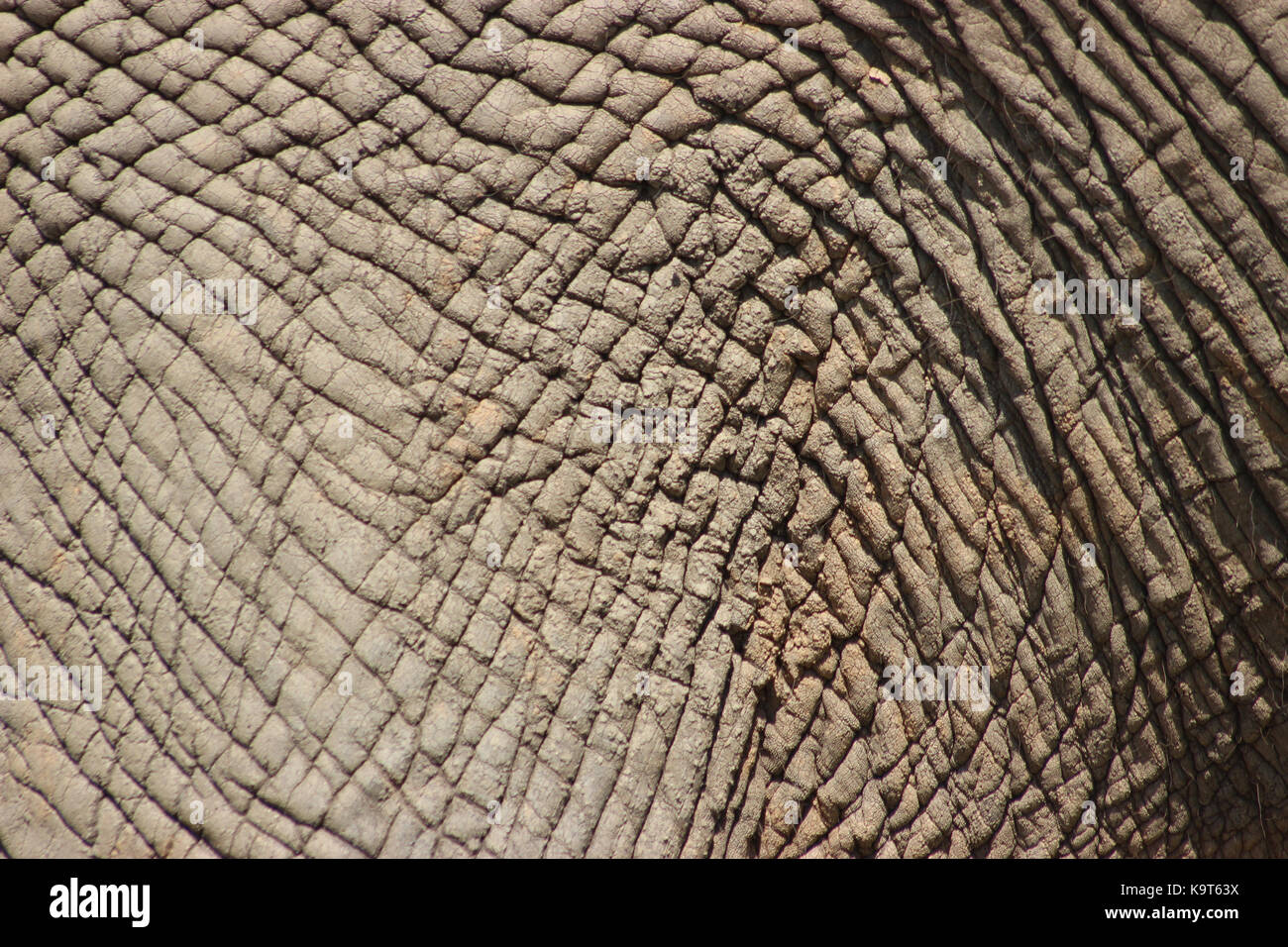 Elephant Skin Texture