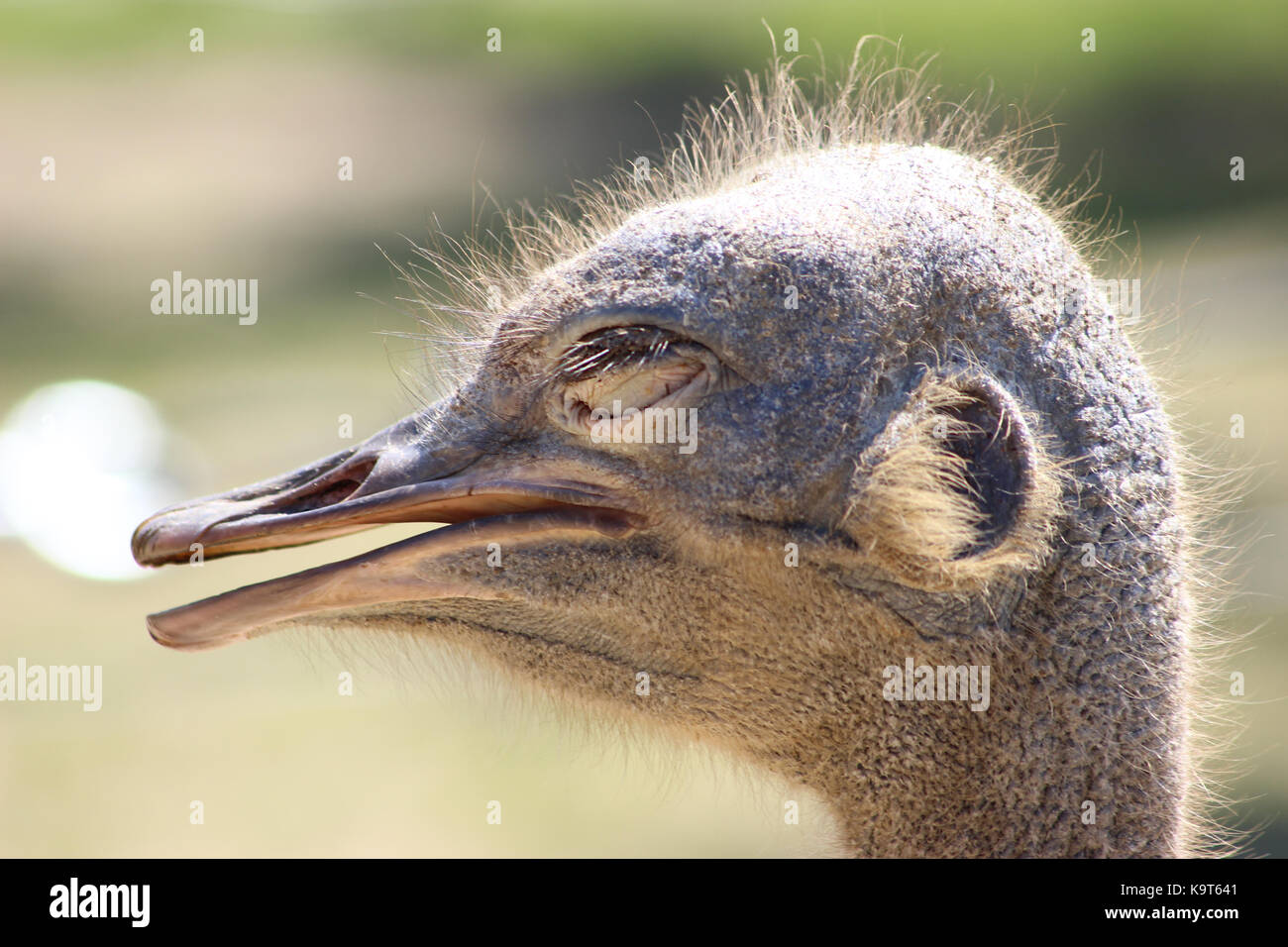 Ostrich (Struthio camelus) head closeup with open mouth Stock Photo - Alamy
