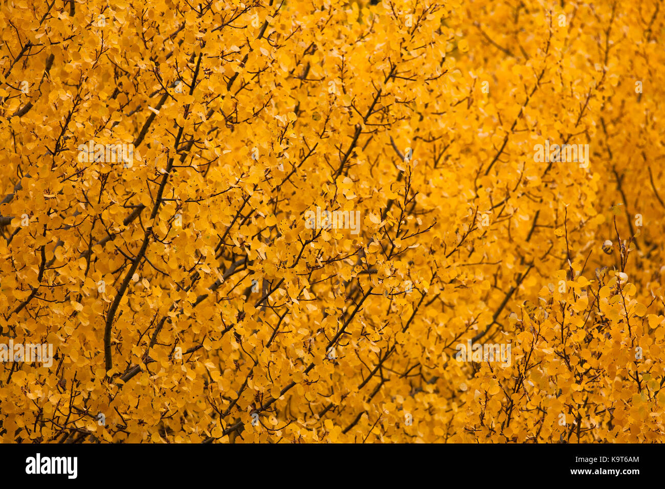 Bright yellow aspen leaves in fall with contrasting dark brown branches ...