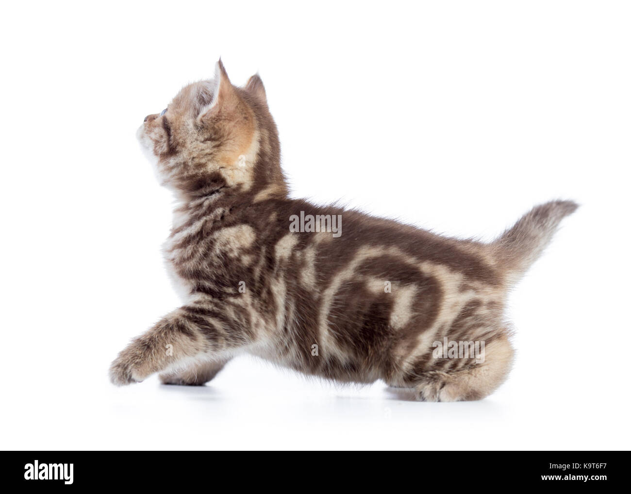 Active running cat side view isolated on white Stock Photo - Alamy