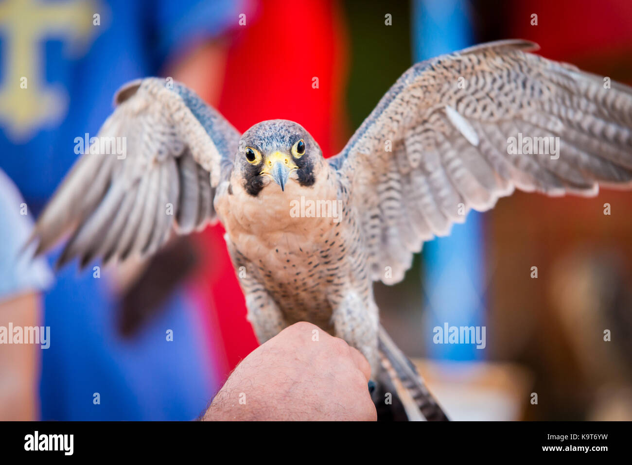 Peregrine Falcon, Bird of prey with open wings Stock Photo - Alamy