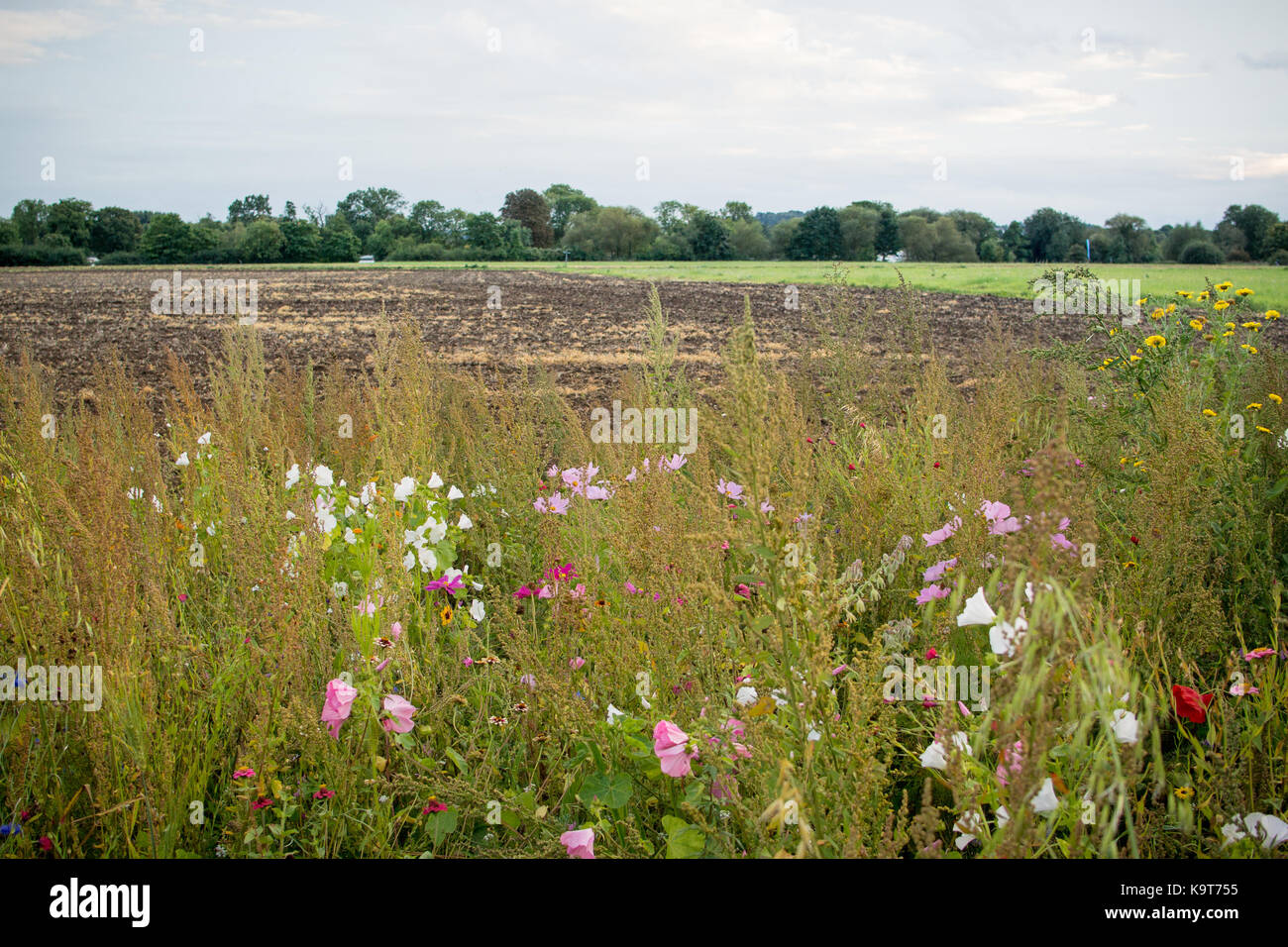 Field margin wildflowers hi-res stock photography and images - Alamy